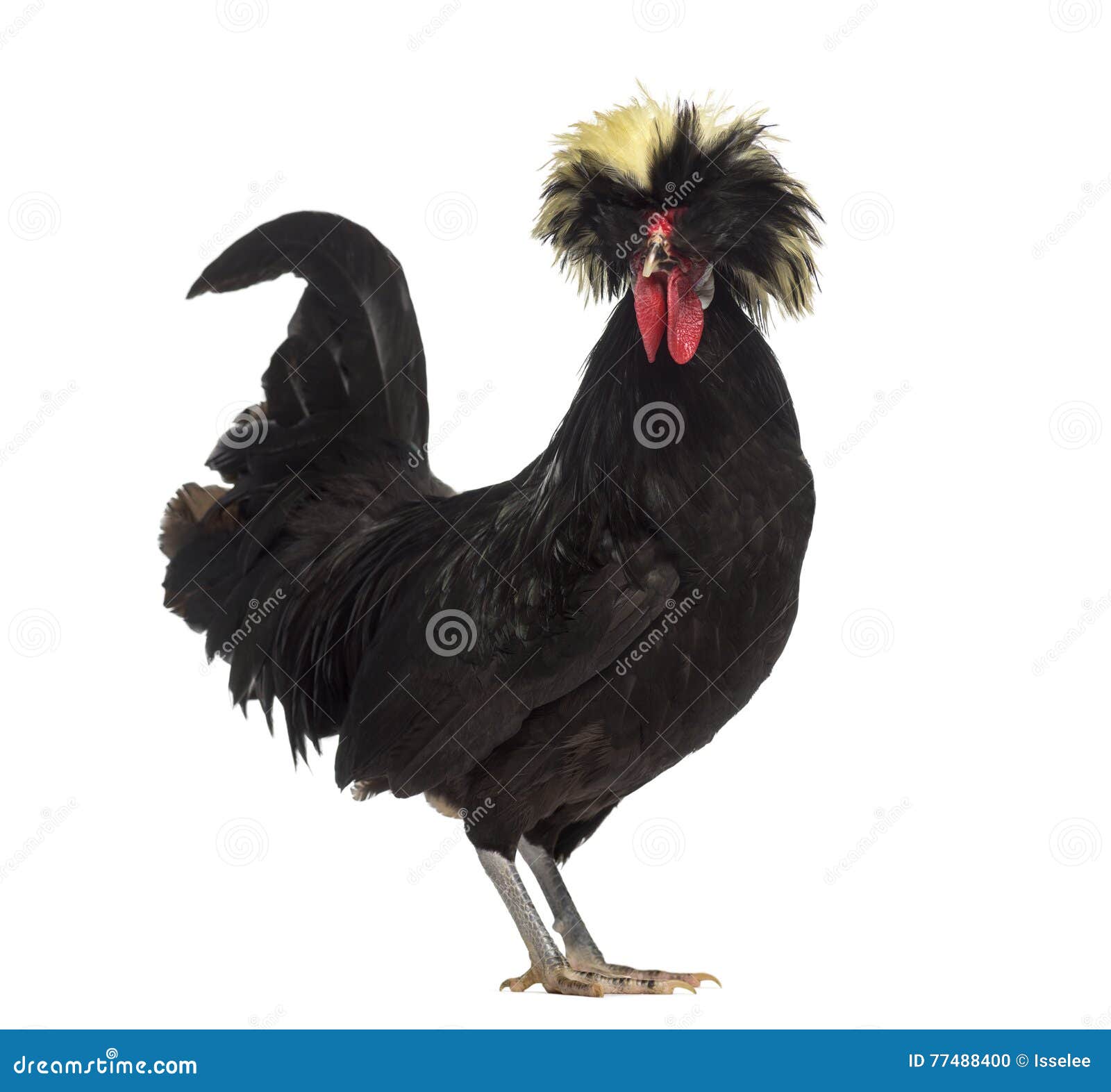 Side View of a Polish Rooster Stock Photo - Image of bird, isolated ...