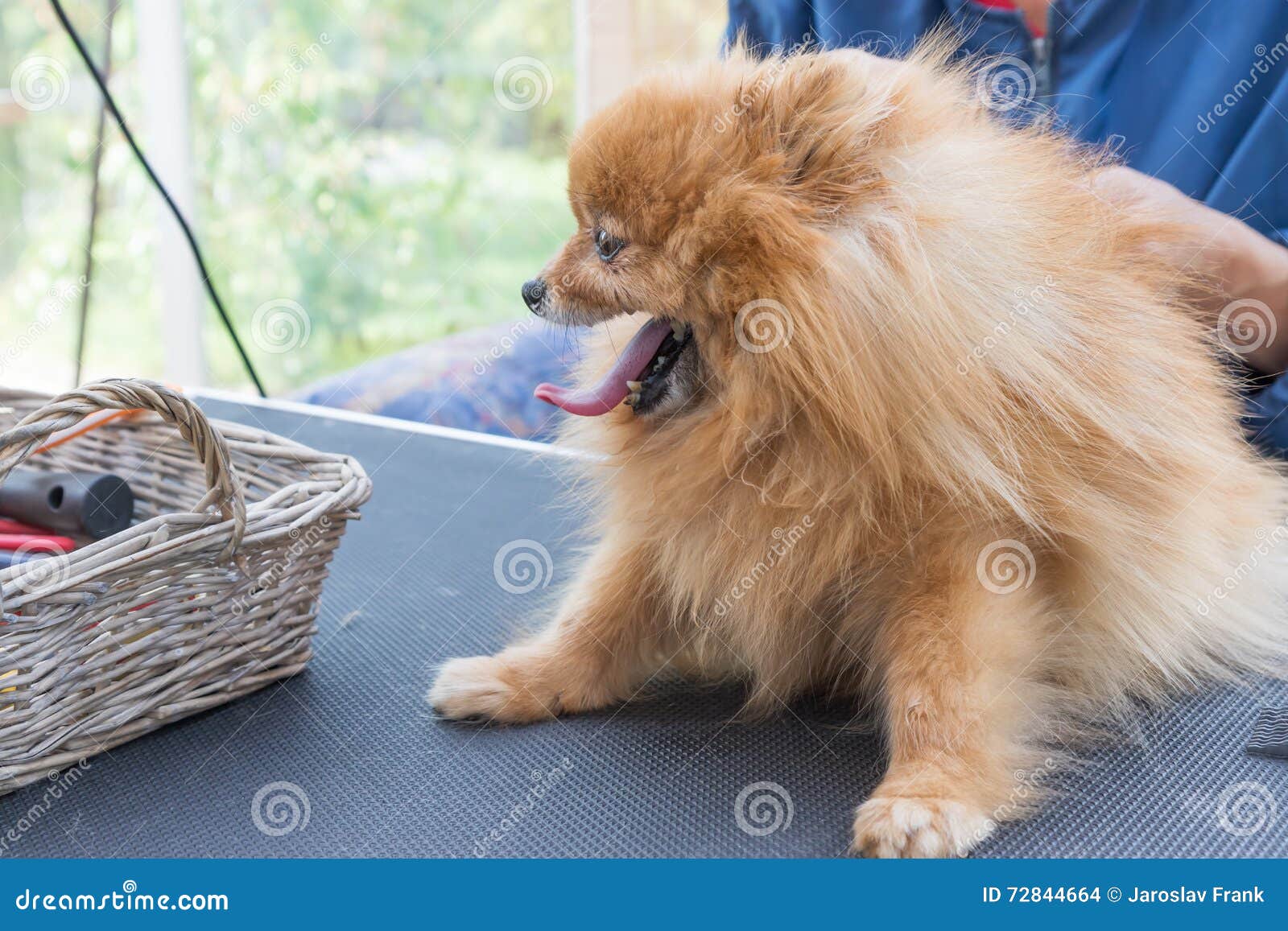 Side View of Pomeranian German Spitz Grooming Stock Photo - Image of ...