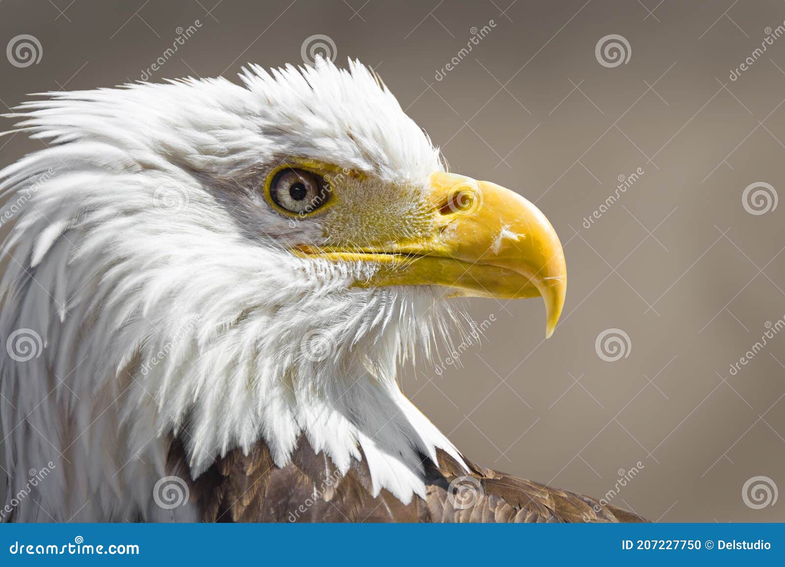 Portrait of an American Bald Eagle Stock Photo - Image of view ...