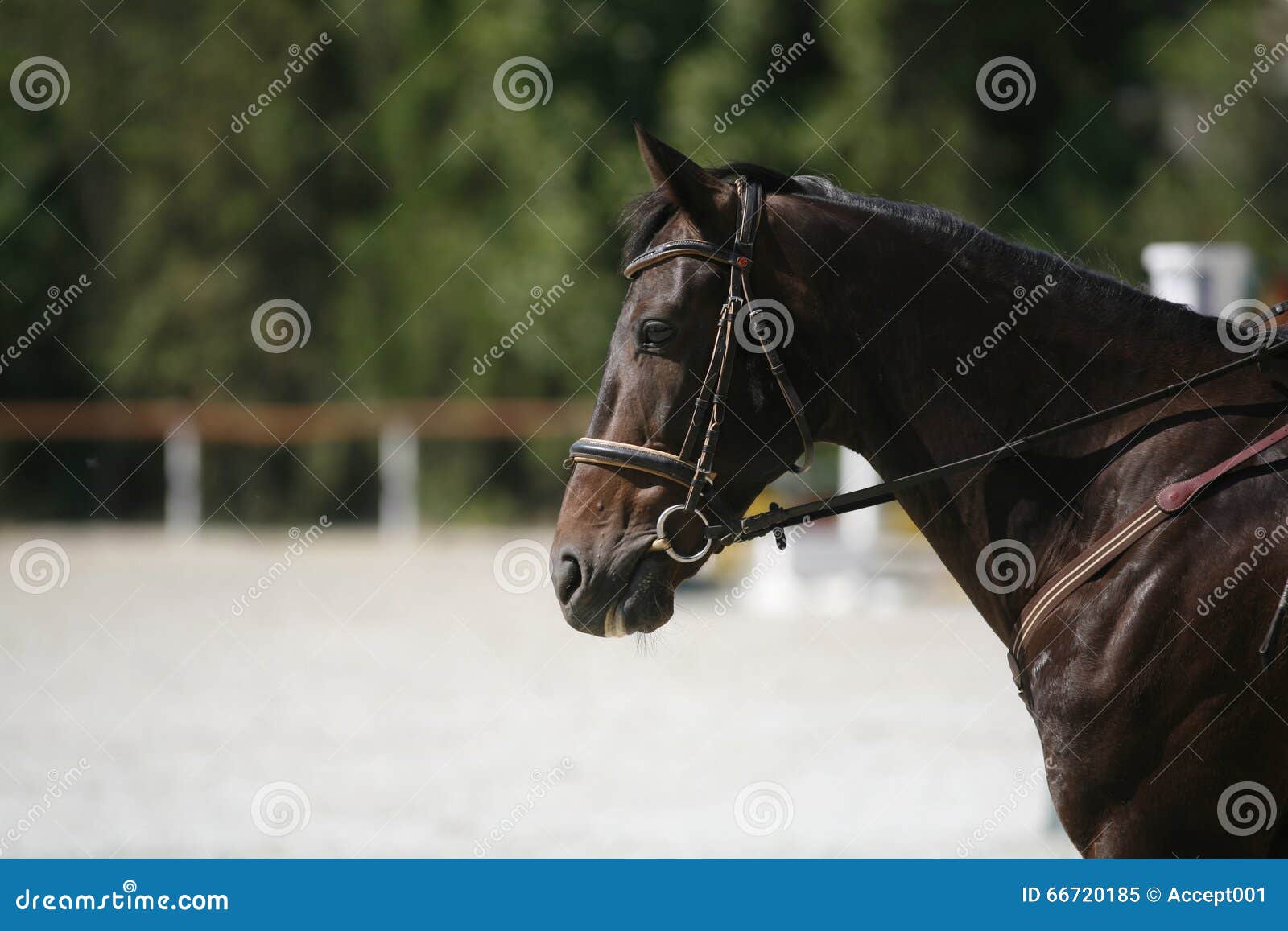261 Show Jumping Gear Stock Photos - Free & Royalty-Free Stock Photos ...