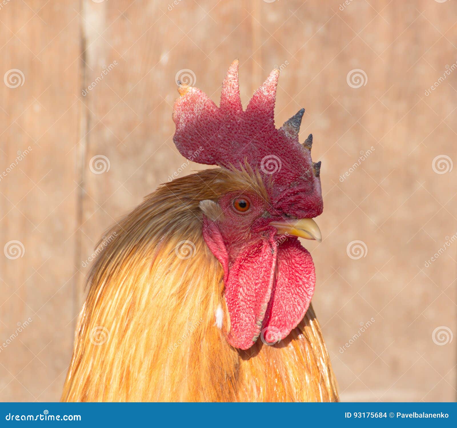 Side View Portrait of Rooster Stock Photo - Image of domestic, outdoor ...