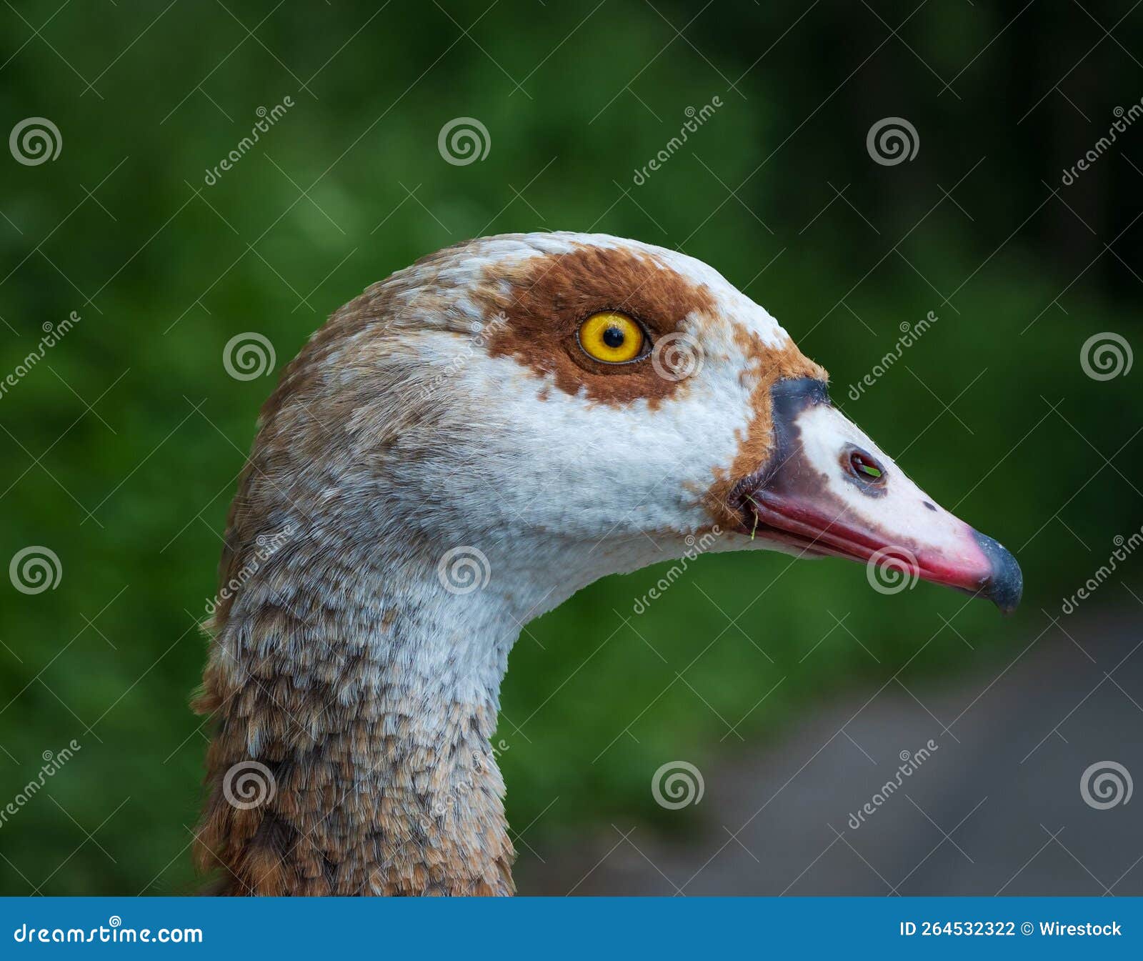 Side View Portrait of an Egyptian Goose with Blur Green Background ...