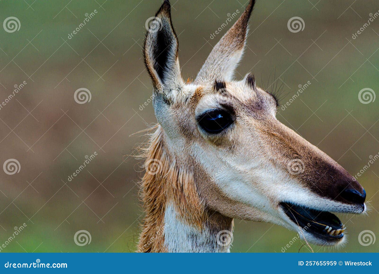 Side View Portrait of a Female Pronghorn with Blur Background Stock Image - Image of wild ...