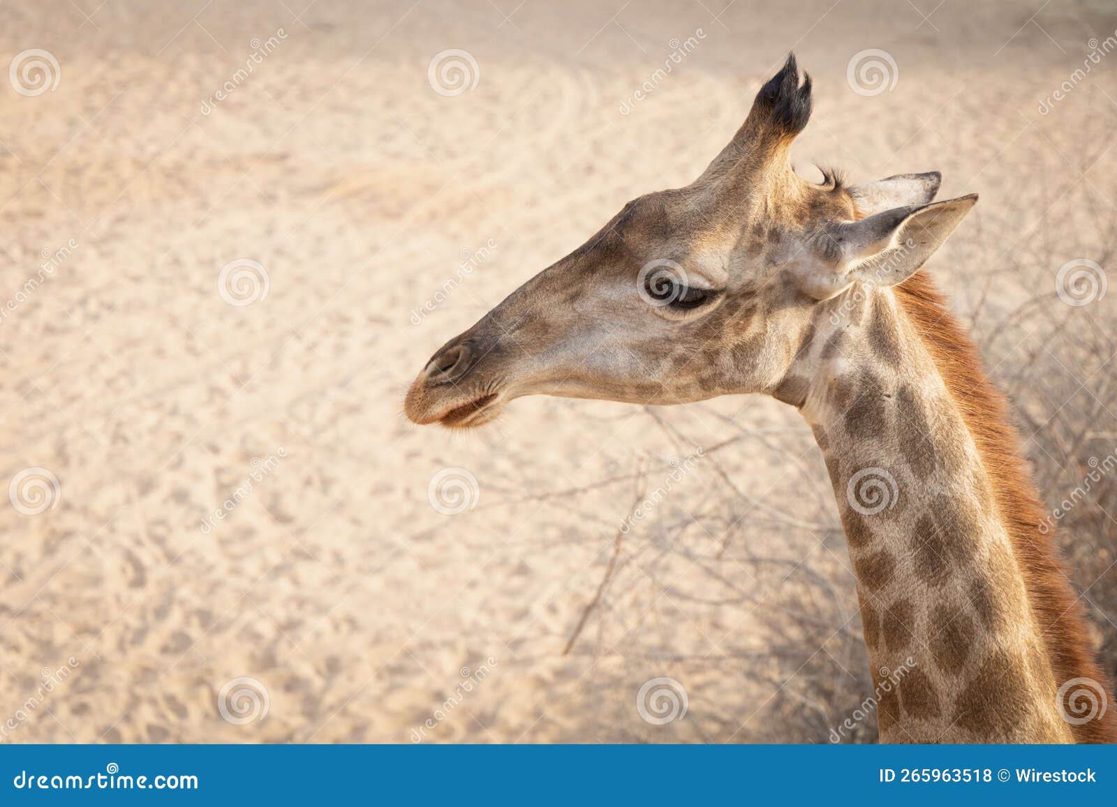 Side View Portrait of Giraffe in the Desert Stock Photo - Image of ...