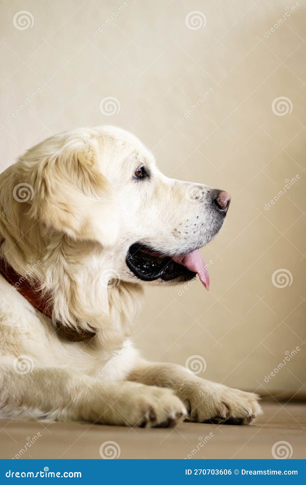 Side View Portrait of a Golden Retriever Lying on the Floor Stock Photo ...