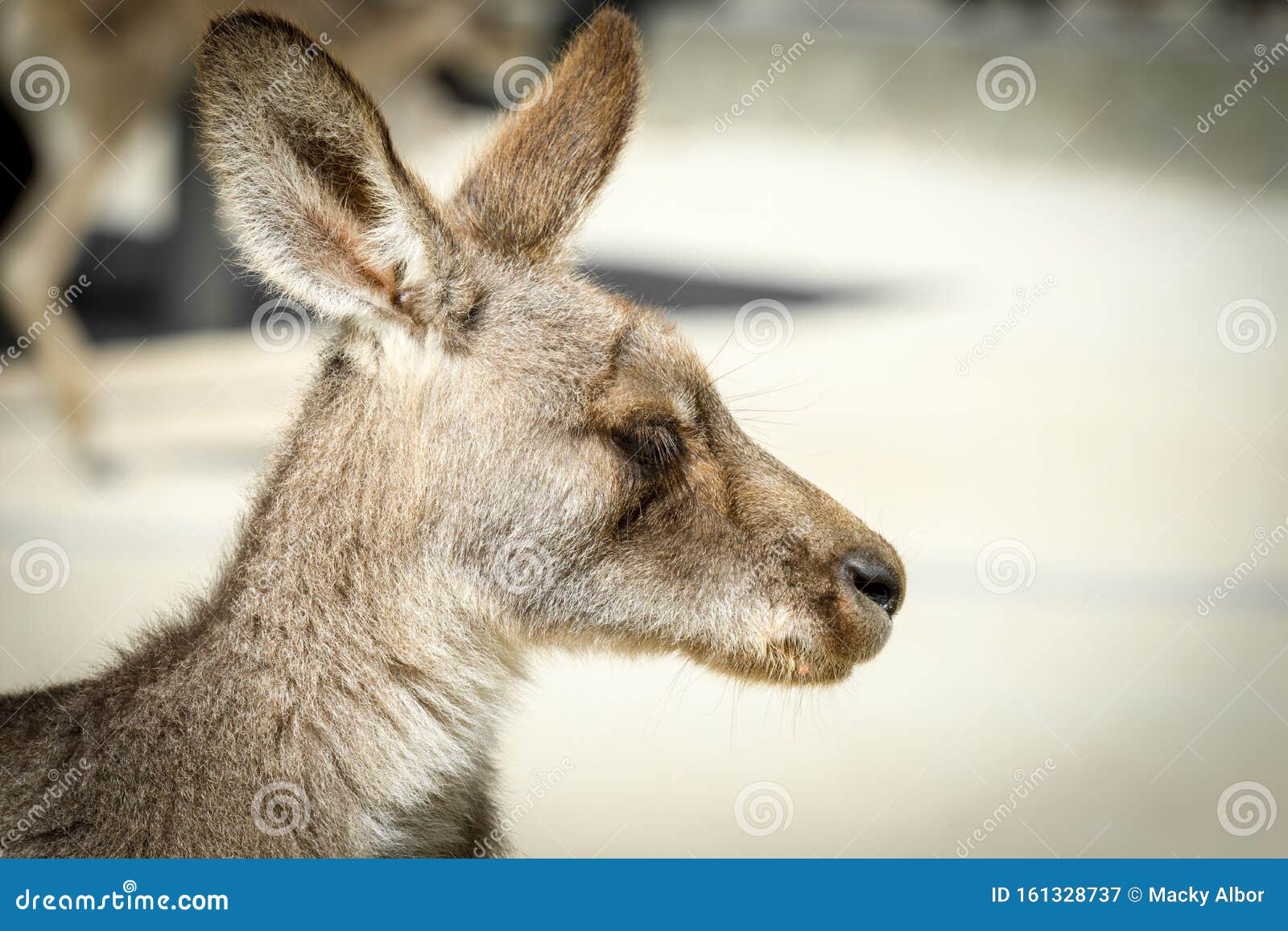 Side View Kangaroos Face Photos - Free & Royalty-Free Stock Photos from ...
