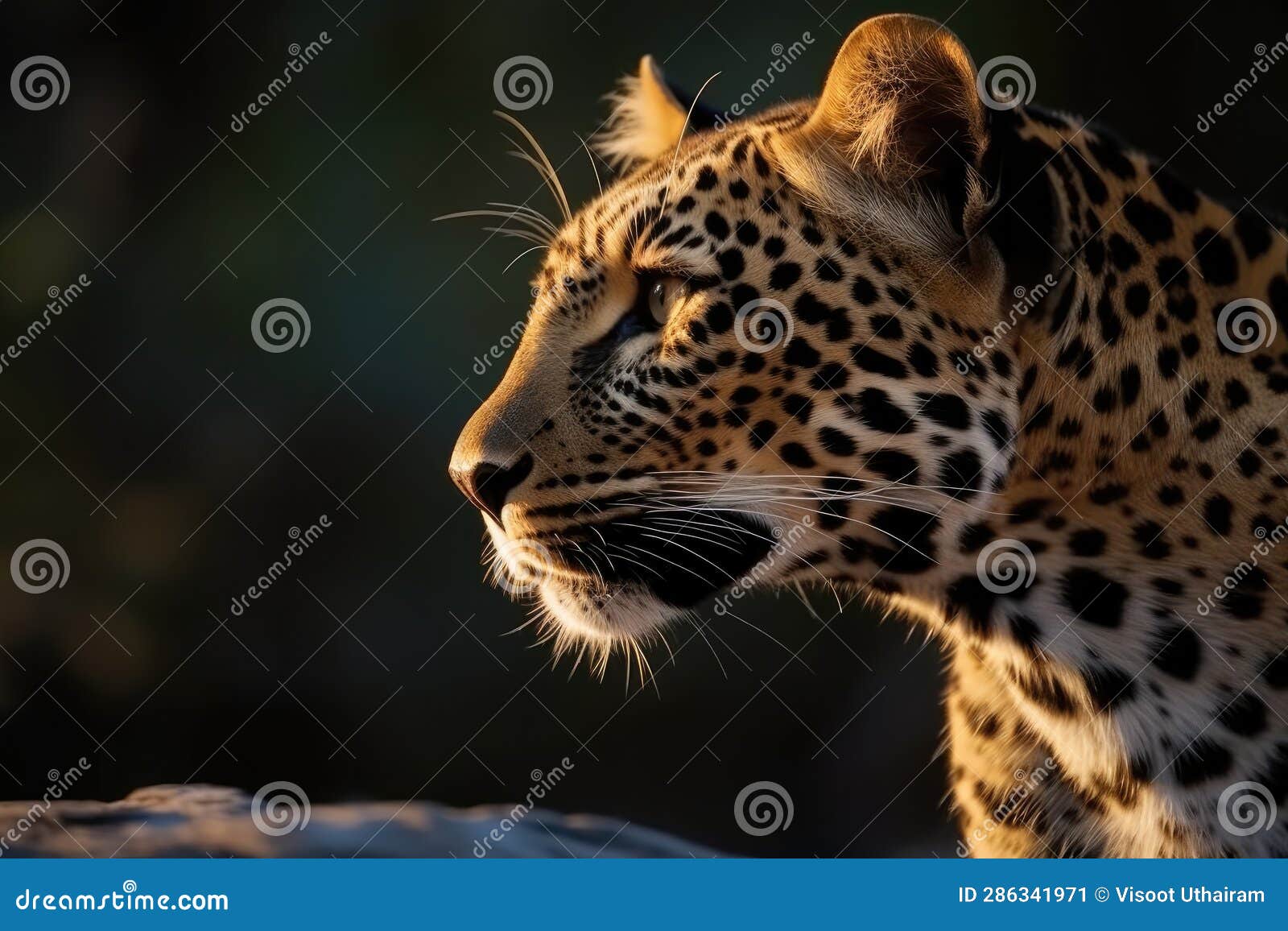 Side View Portrait of Leopard Stock Illustration - Illustration of ...