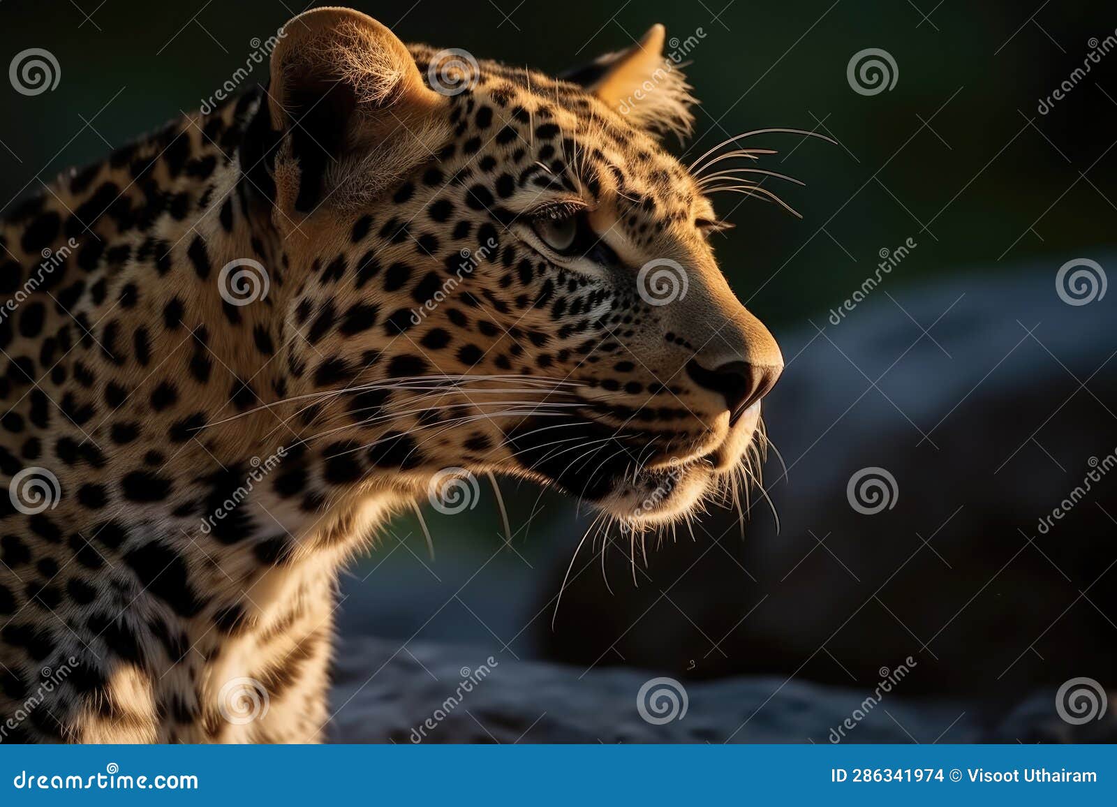 Side View Portrait of Leopard Stock Illustration - Illustration of ...