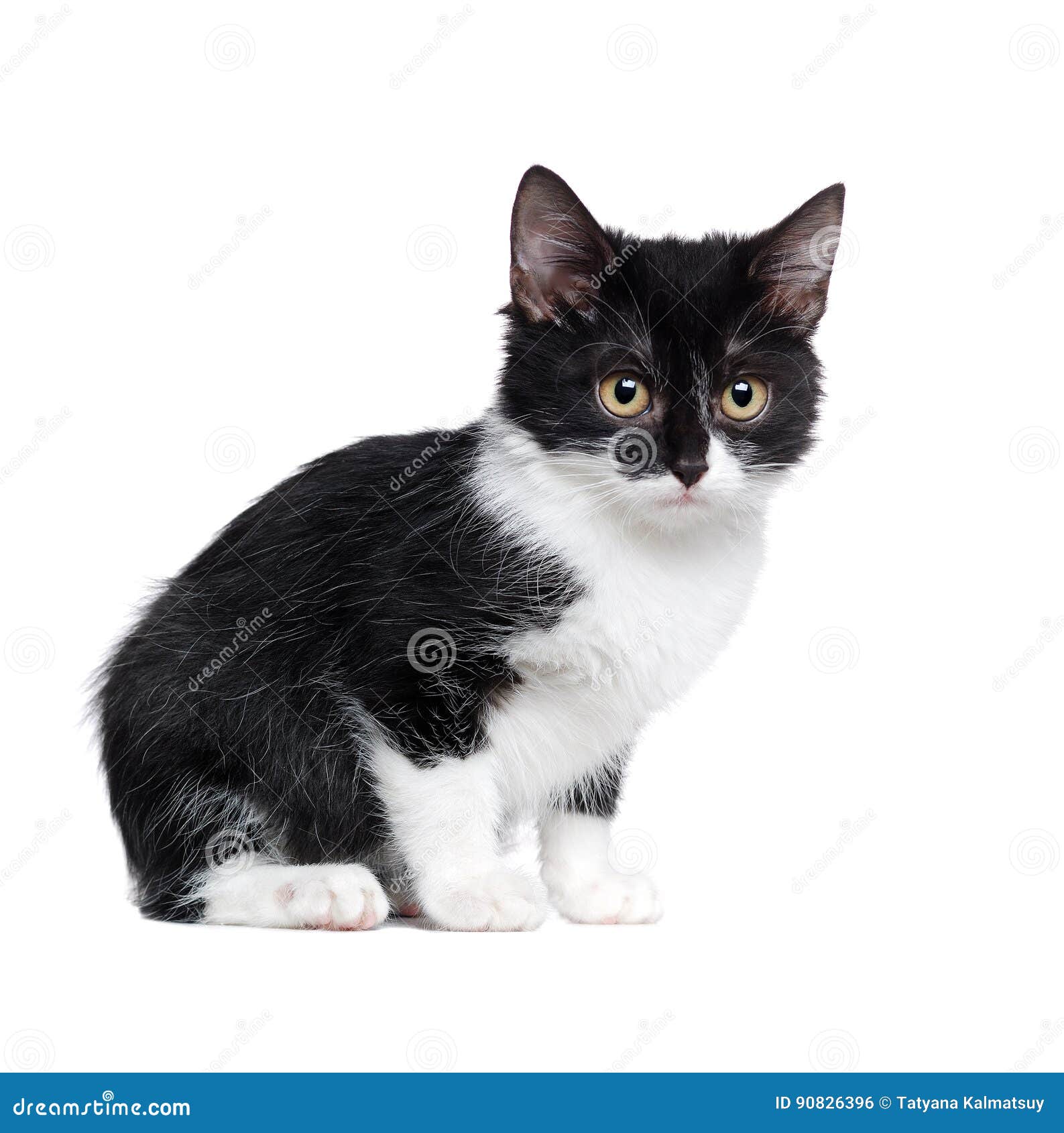 Side View Portrait of a Little Kitten Stock Photo - Image of background ...