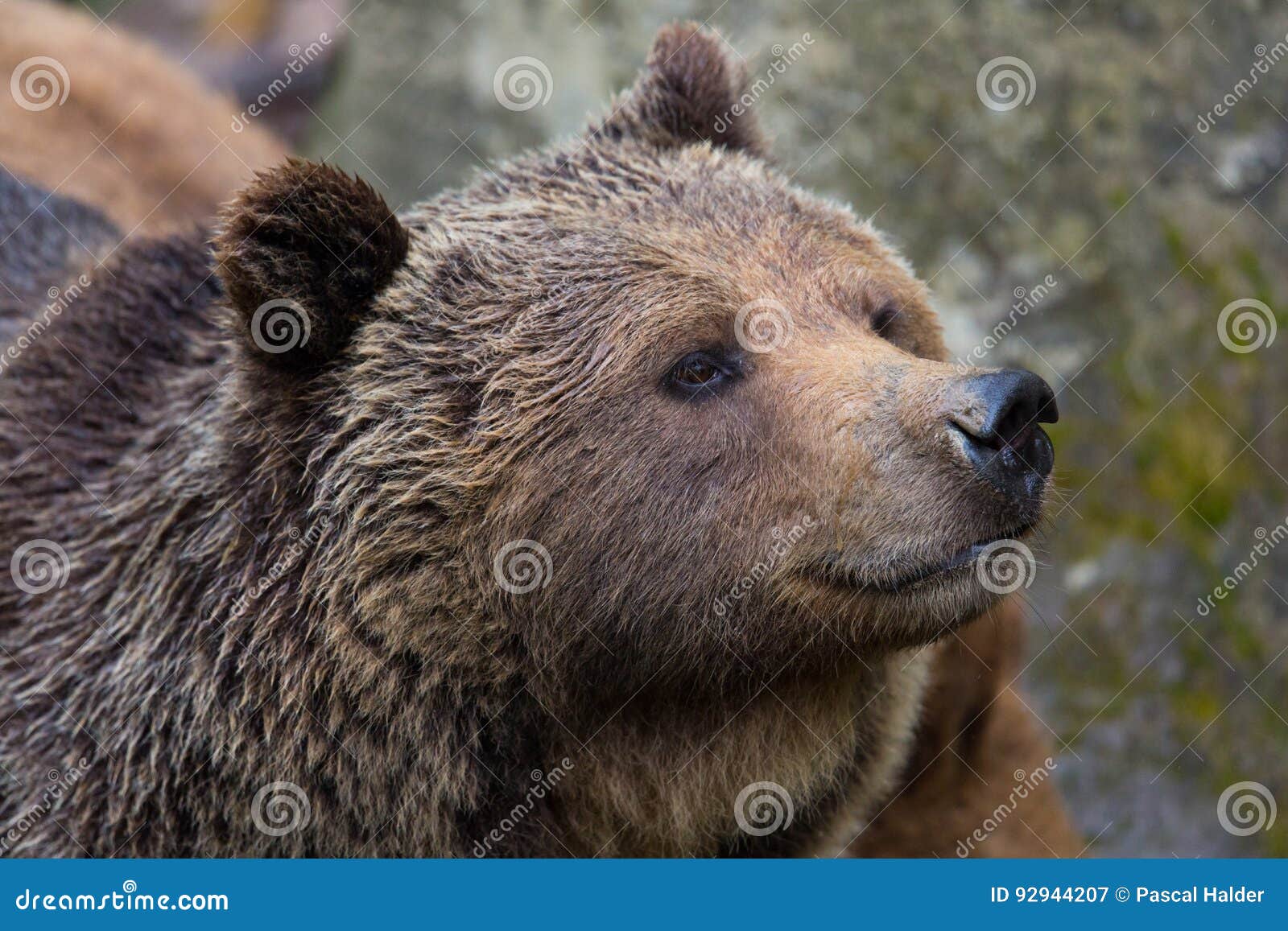 Side View Portrait of Natural Brown Bear Stock Image - Image of nature ...