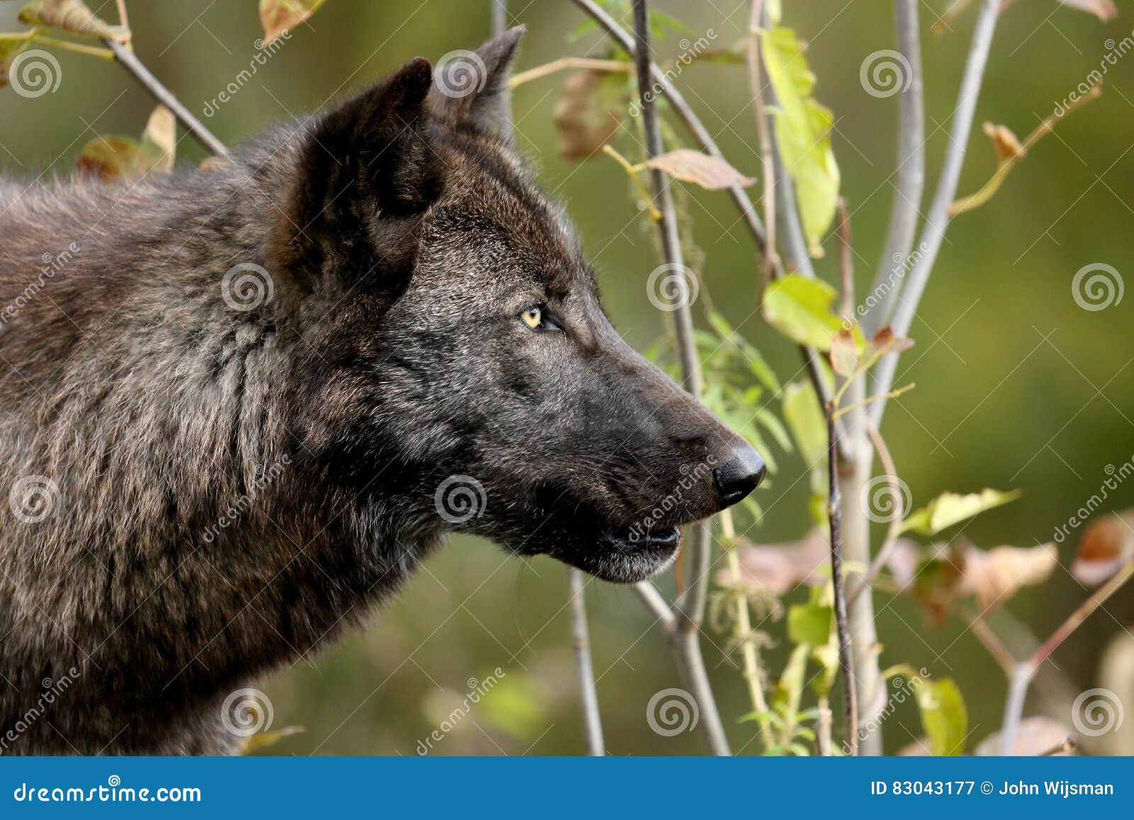 Side View Portrait of One Black Wolf with Bushes for Background Stock ...