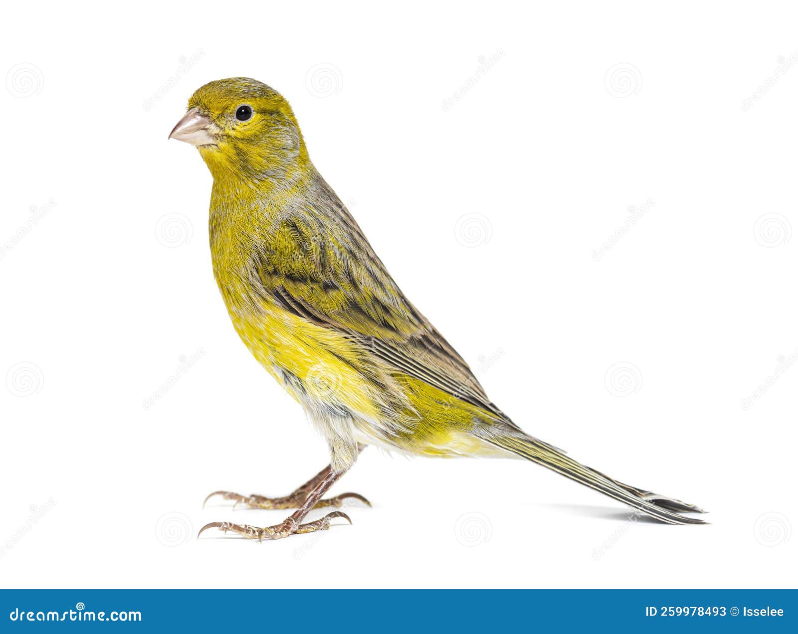 Side View Portrait of a Pied Canary, Isolated on White Stock Image ...