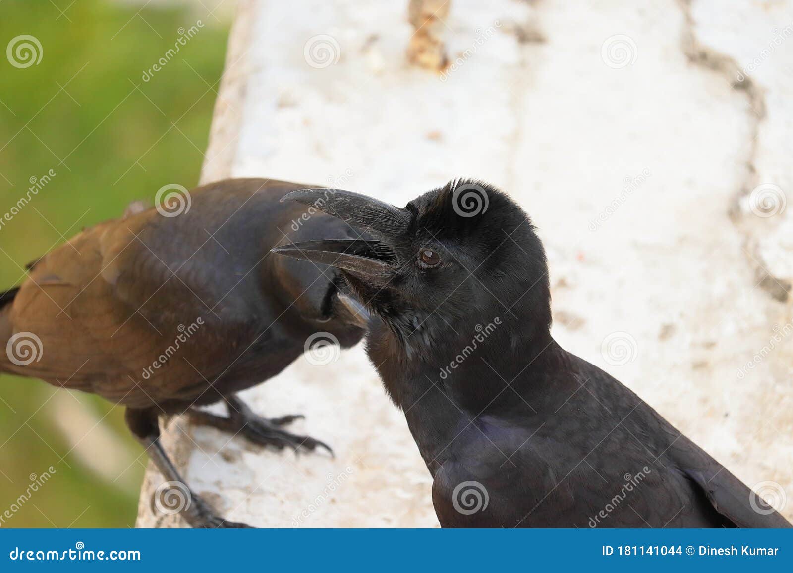 Side View Portrait Raven Crow Stock Photo - Image of birds, black ...