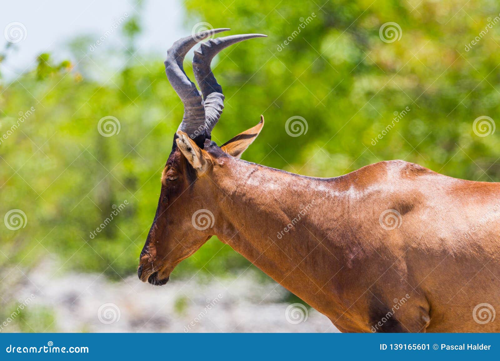 Side View Portrait Red Hartebeest Antelope Alcelaphus Buselaphus Stock ...