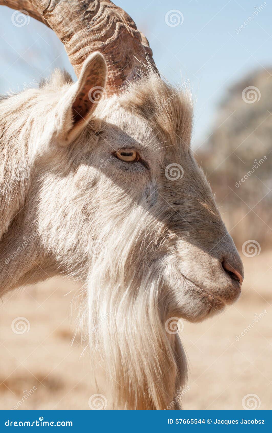 Side View Portrait of Saanen Goat Stock Photo - Image of side, view ...