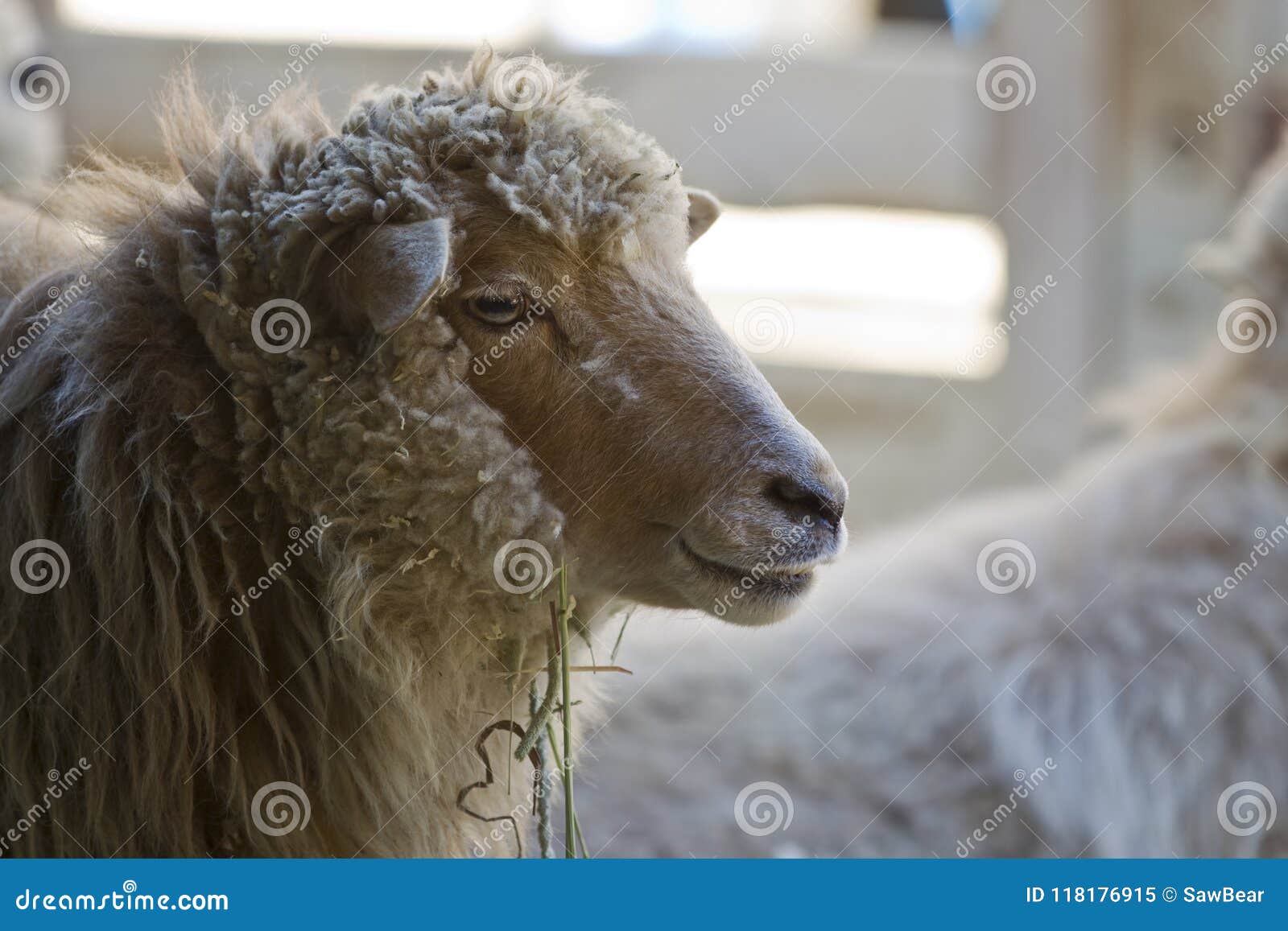 Side View Portrait of a Sheep Stock Image - Image of aries, petting ...