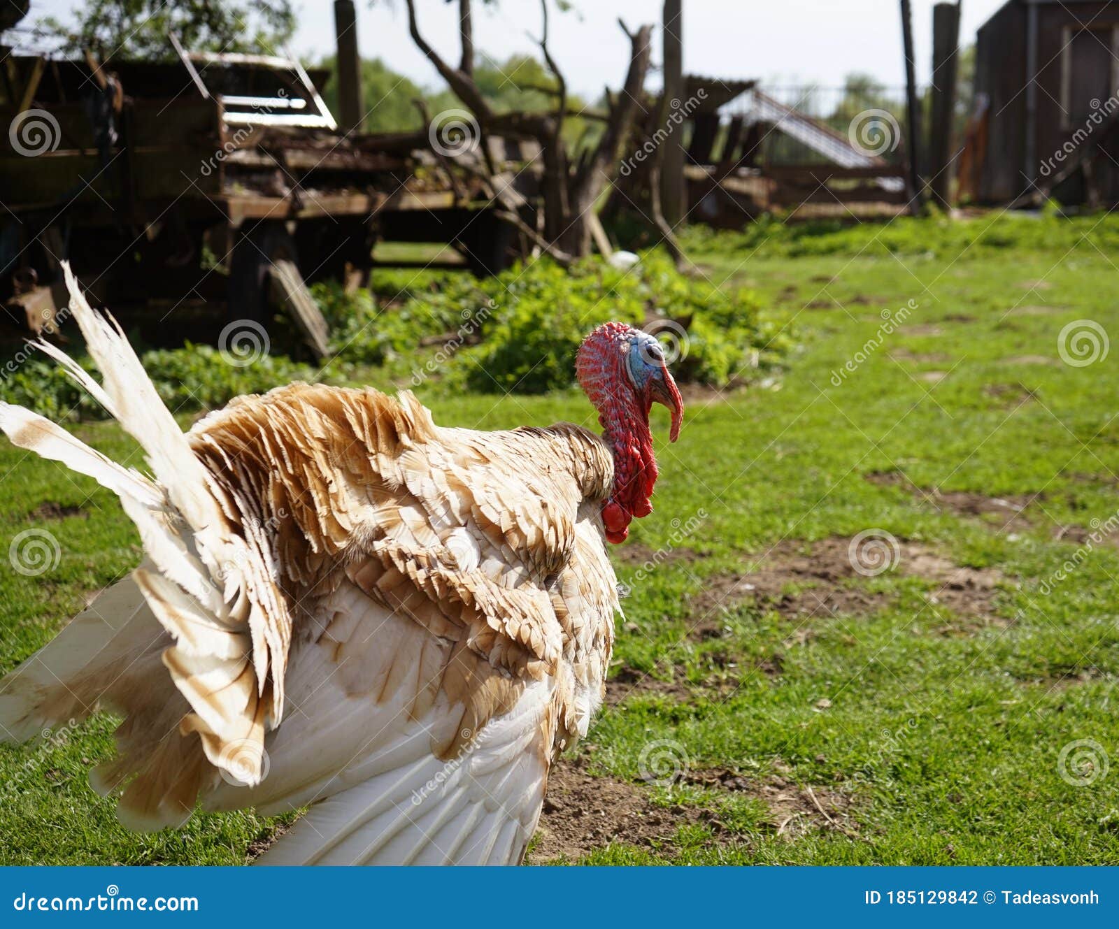 Side View Portrait of Turkey on Farmyard Stock Photo - Image of rural ...