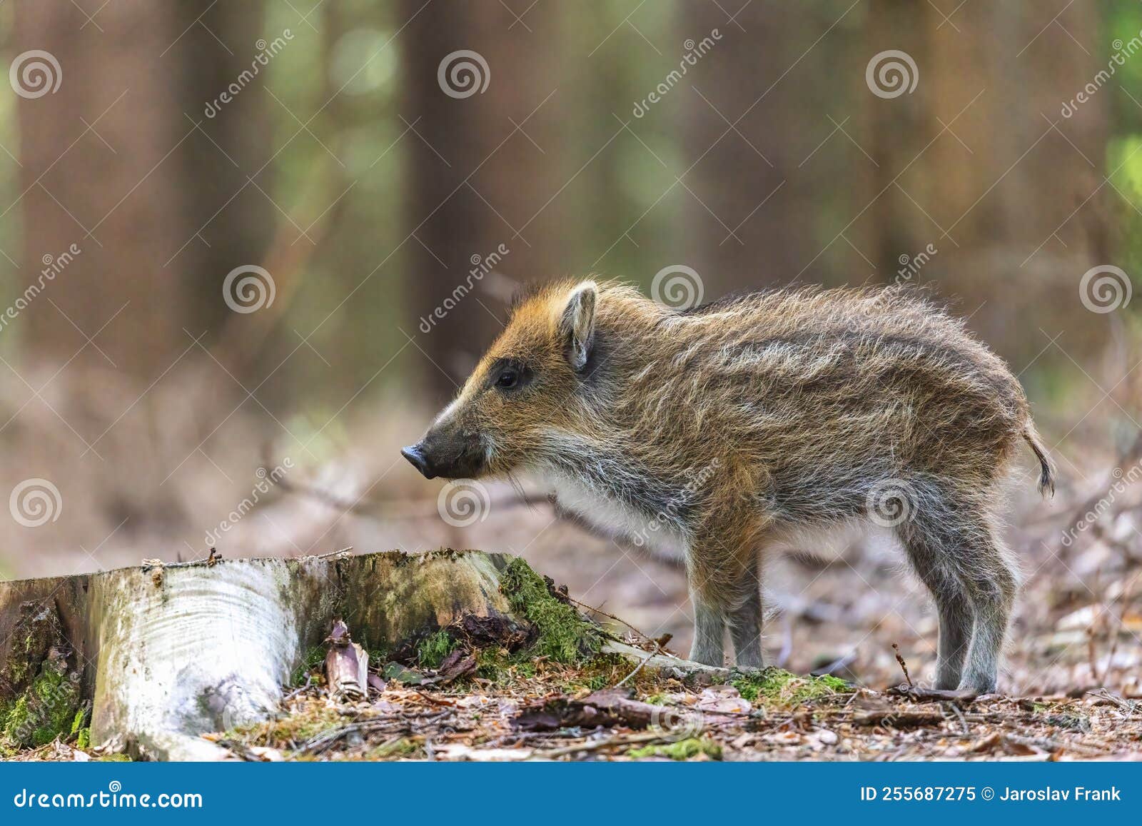 Side View Portrait of Wild Boar in the Forest Stock Image - Image of ...