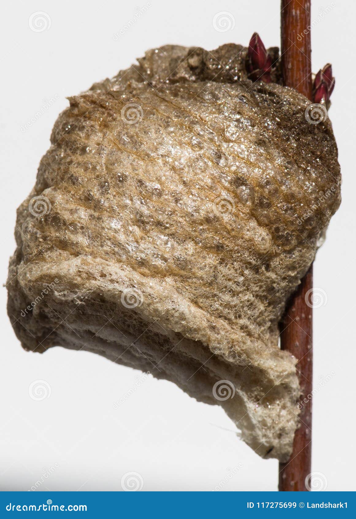 Close Up of a Sideways Facing Praying Mantis Nest. Stock Image - Image ...
