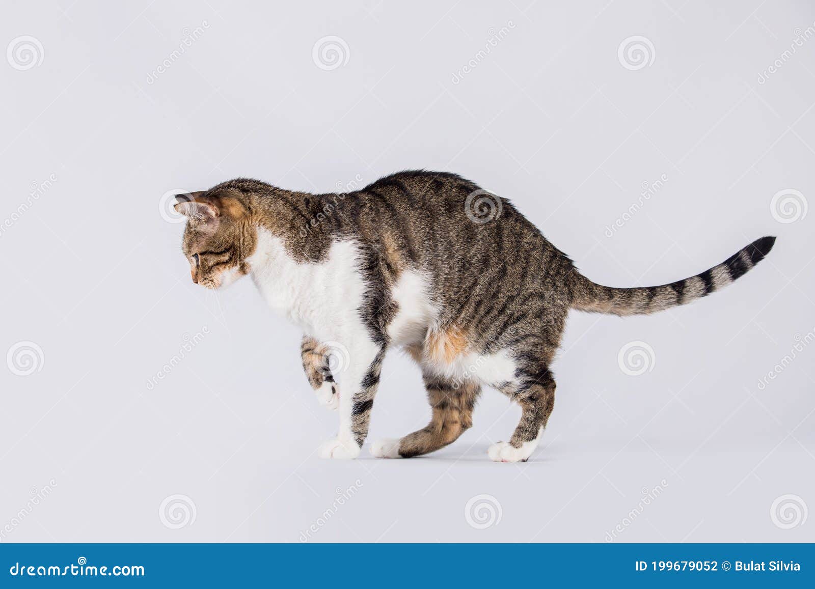 Cat Side View Walking