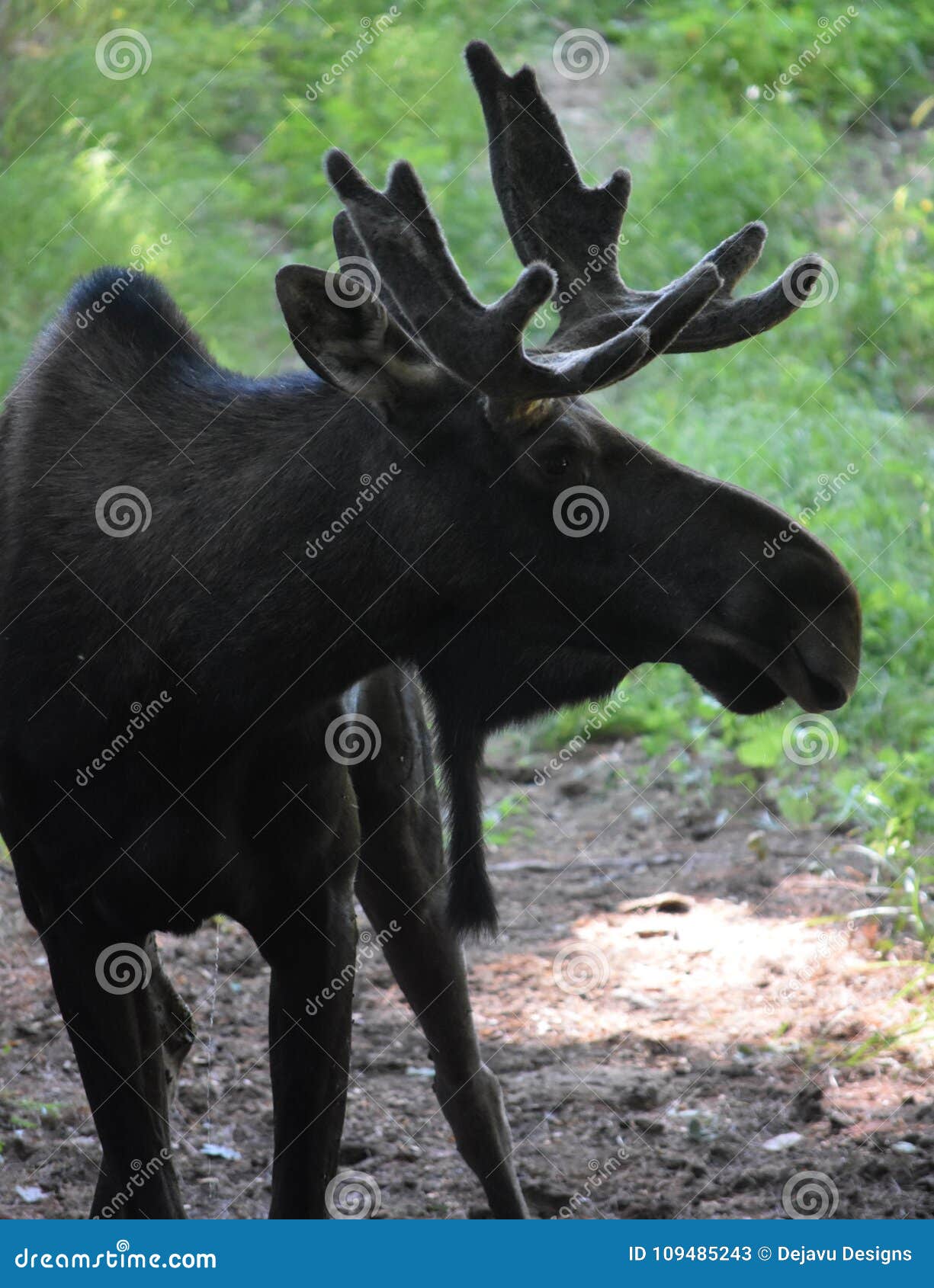 Side View Profile of a Maine Moose Stock Image - Image of wilderness ...