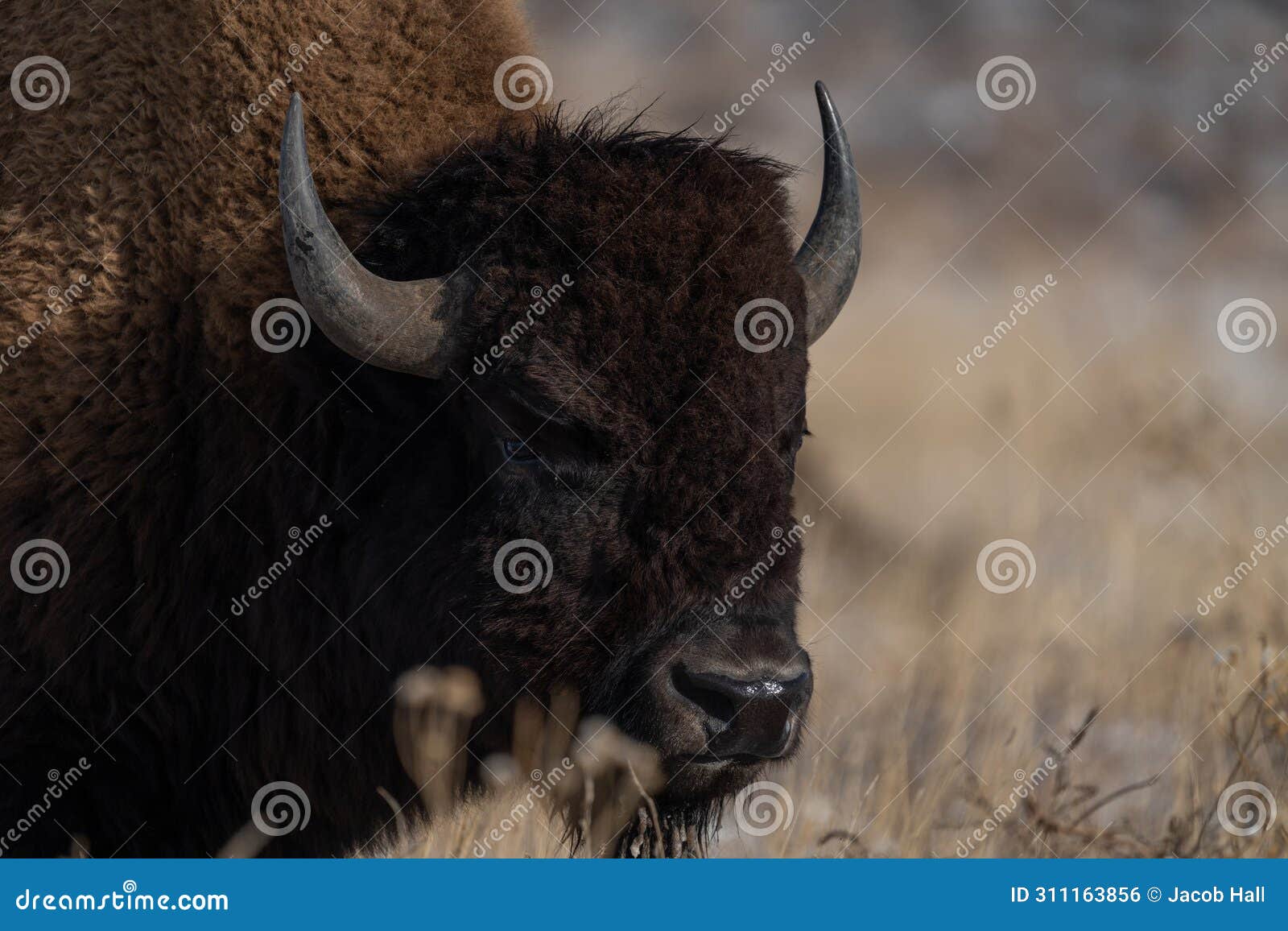 Profile Portrait of a Bison in a Meadow Stock Photo - Image of ...