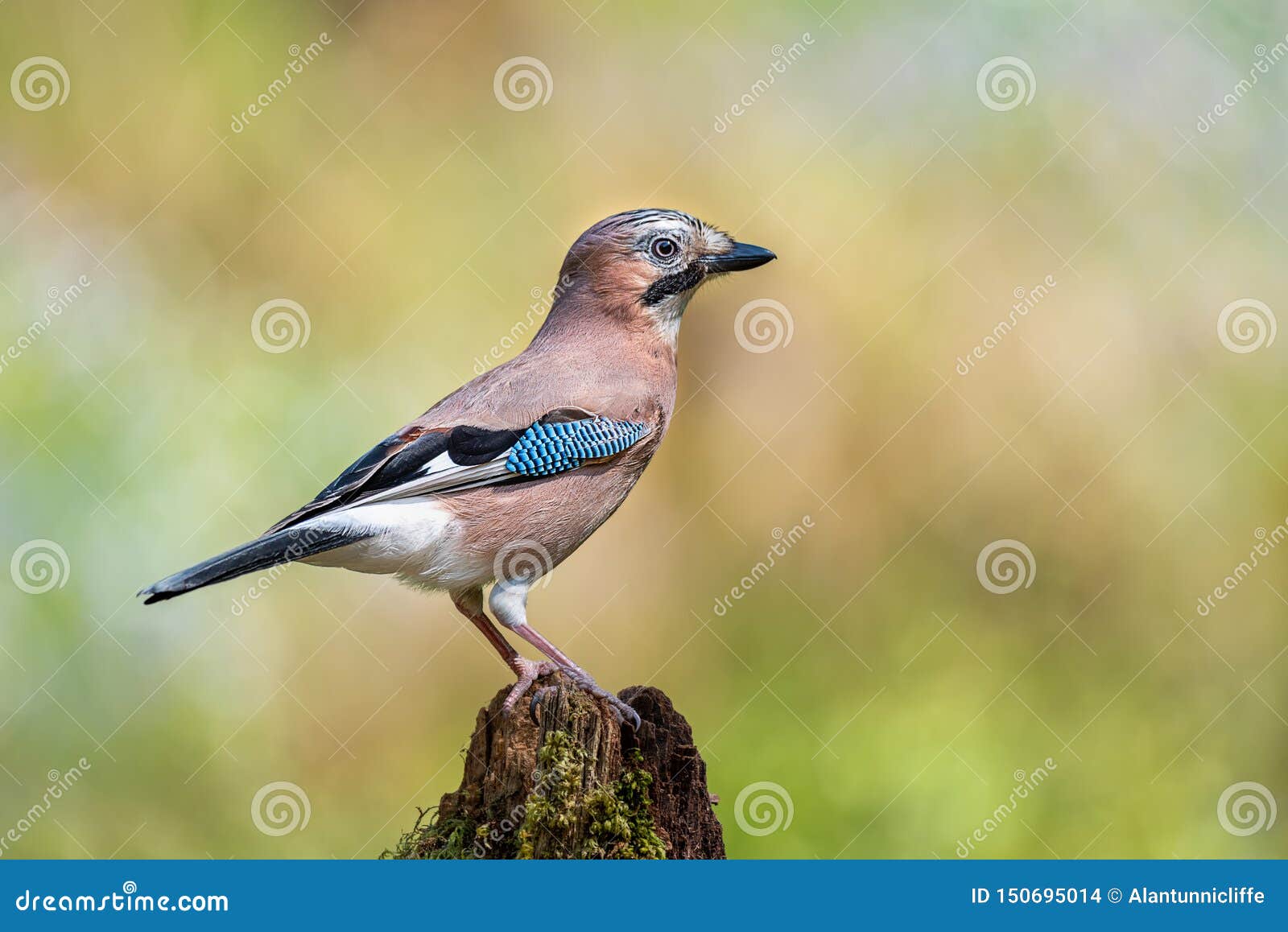 Profile portrait of a jay stock photo. Image of tree - 150695014