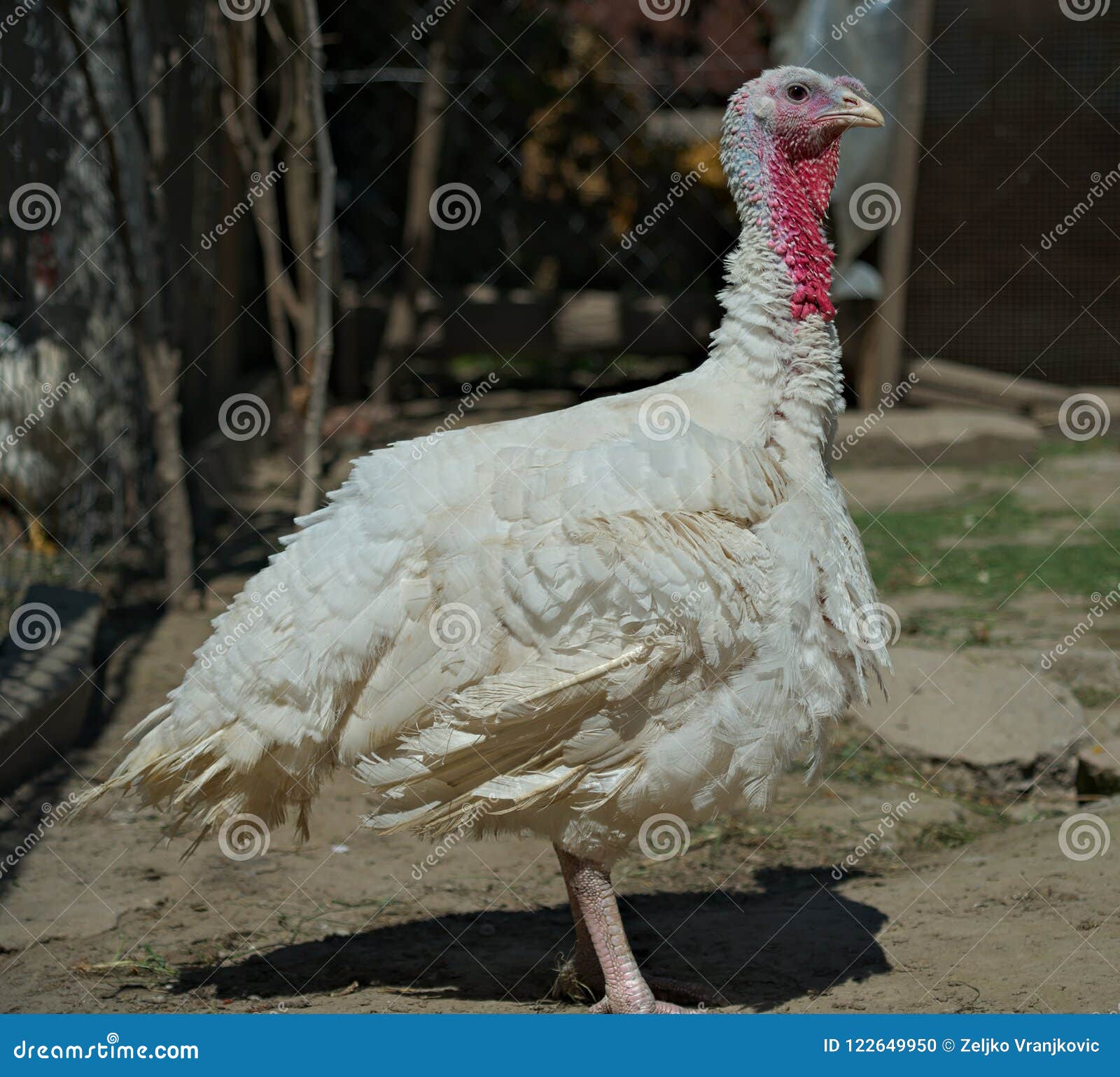 Side View from Profile of White Turkey Stock Photo - Image of feather ...