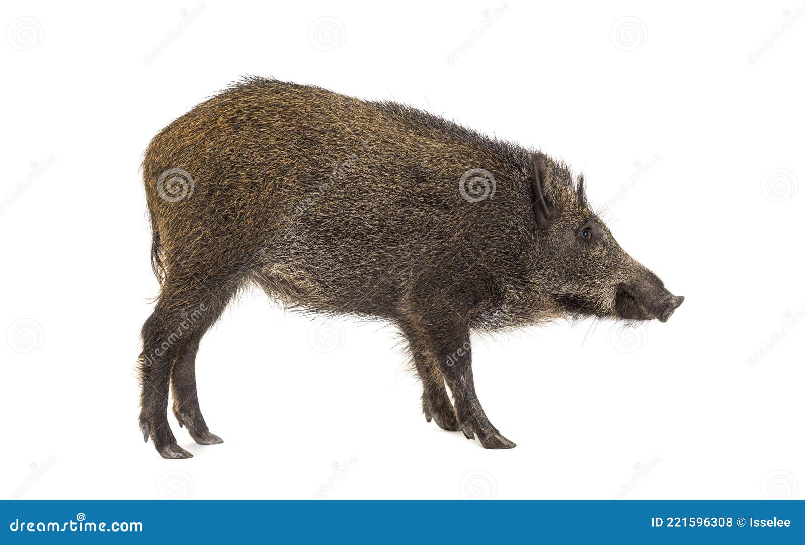 Profile Of Wild Horse Stock Photography | CartoonDealer.com #48522572