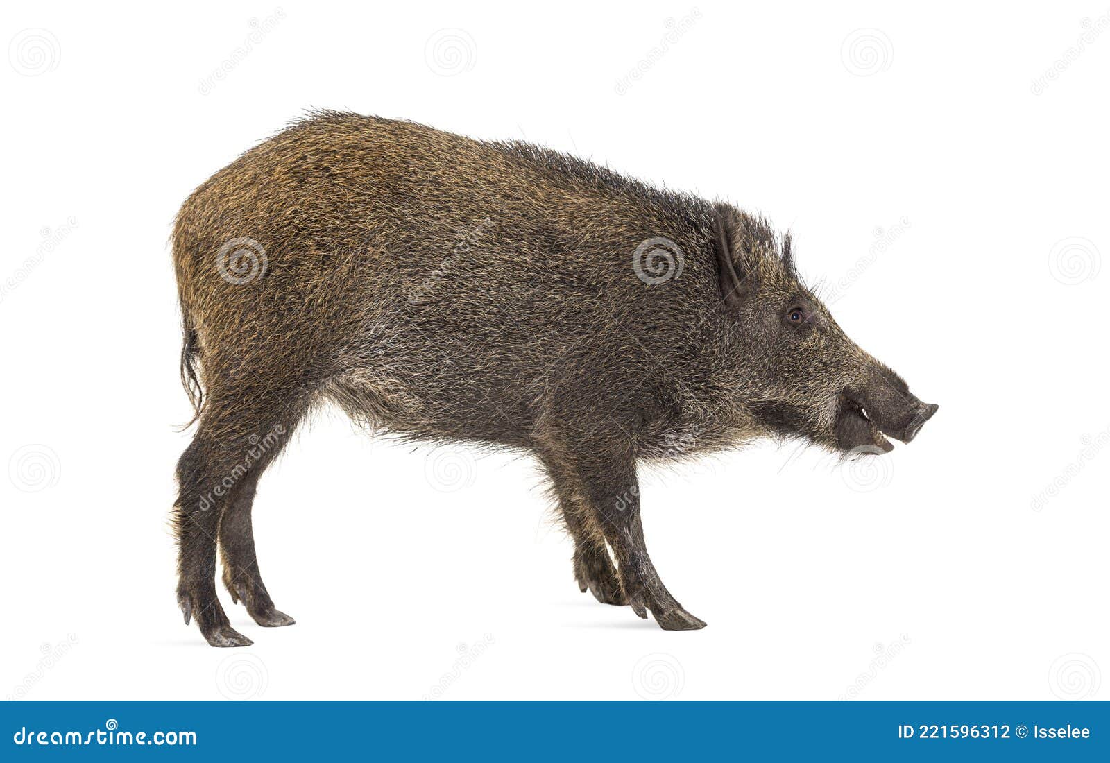 Side View, Profile, Wild Boar, Mouth Open, Isolated Stock Photo - Image ...