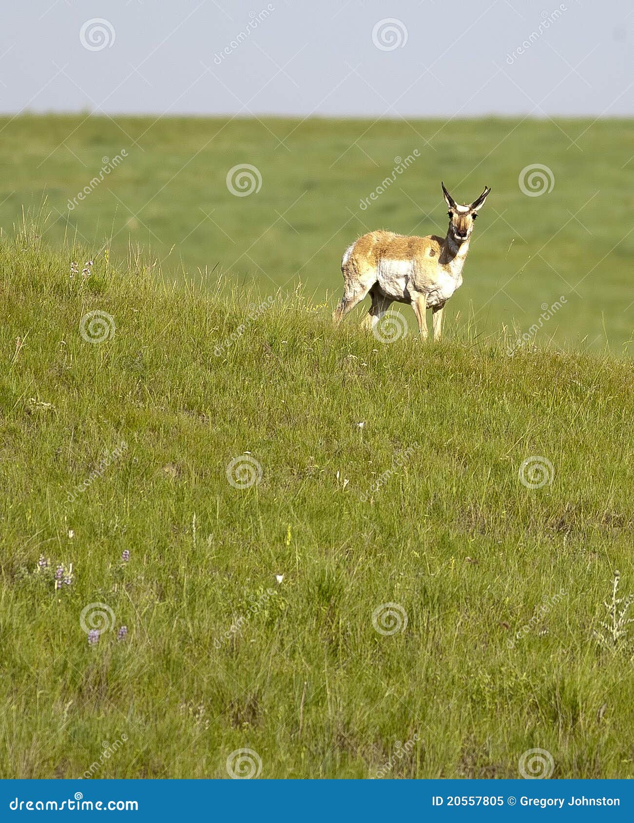 Side view of pronghorn. stock image. Image of wild, antilocapridae ...