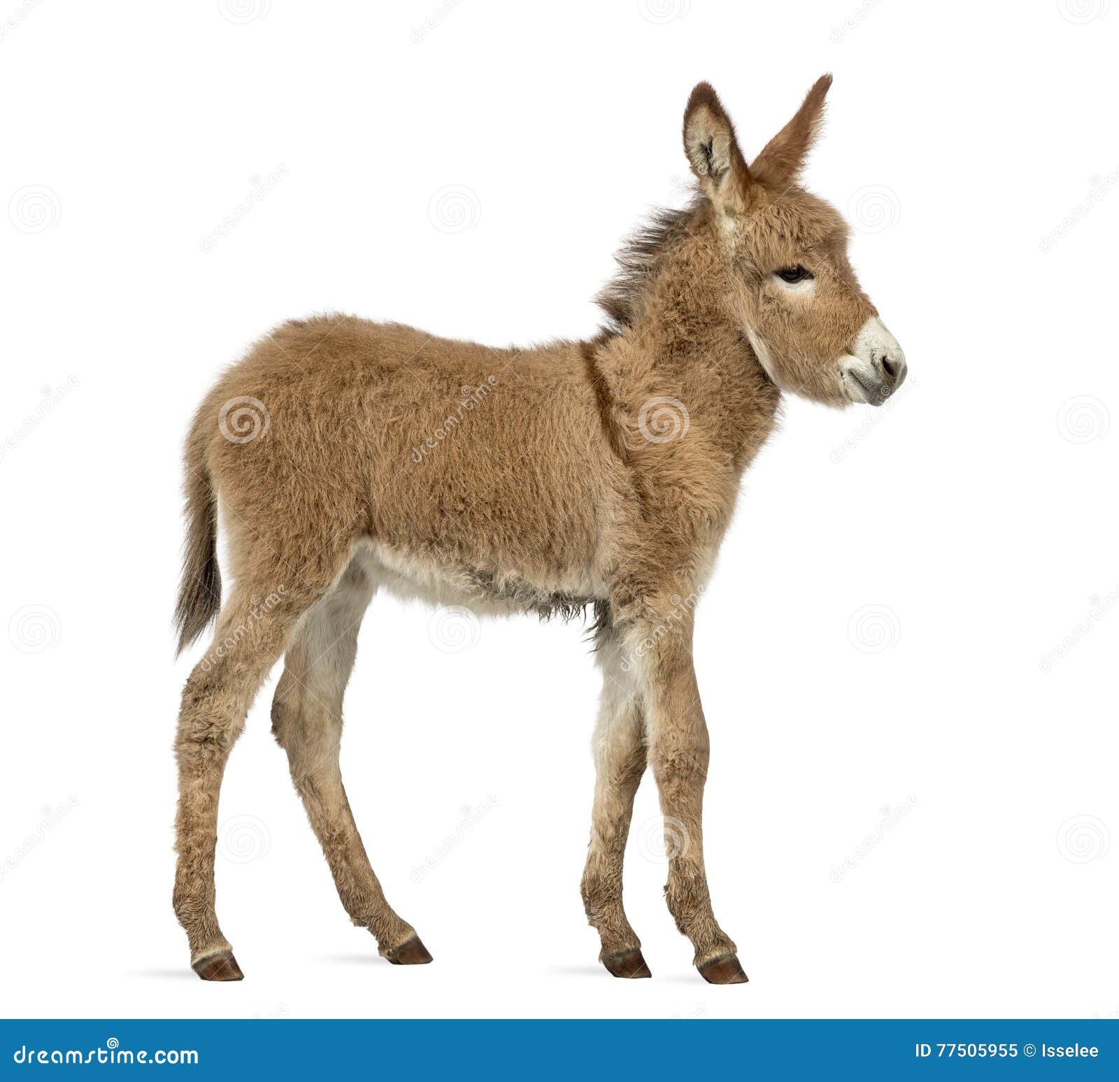Side View of a Provence Donkey Foal Isolated on White Stock Image ...