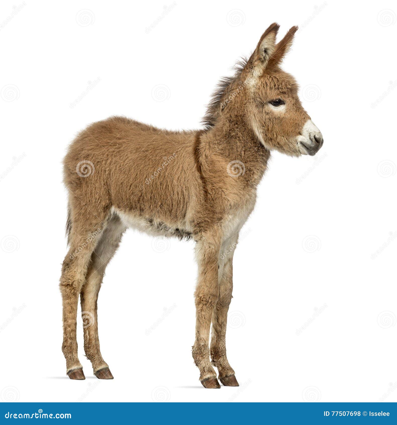 Side View of a Provence Donkey Foal Isolated on White Stock Photo ...