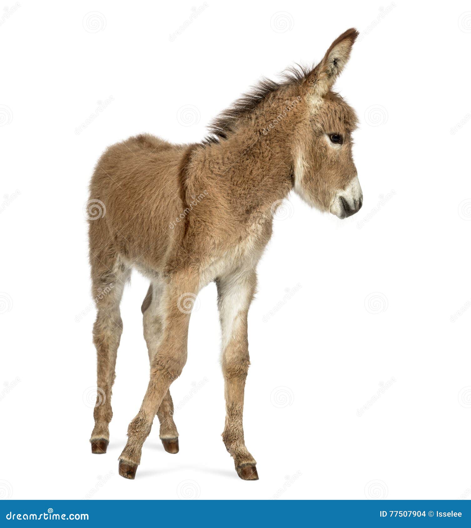 Side View of a Provence Donkey Foal Isolated on White Stock Photo ...