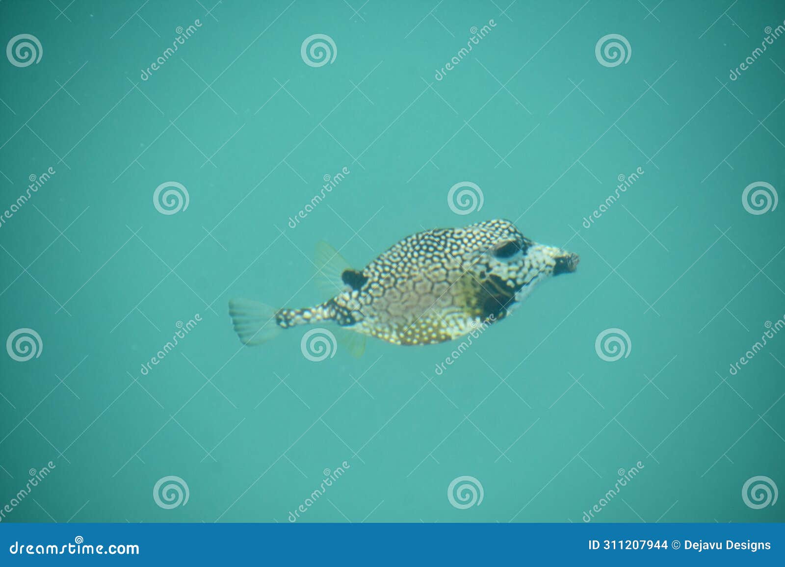 Side View of a Puffer Fish Underwater Stock Photo - Image of wild ...
