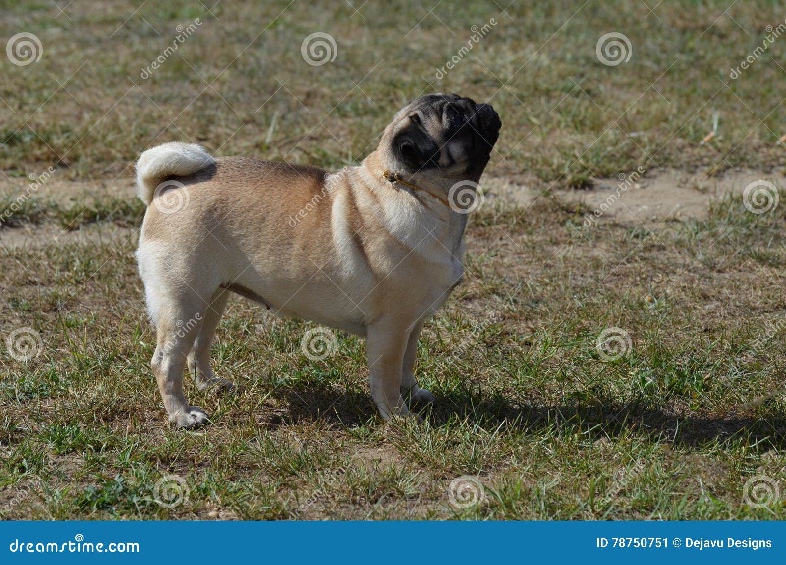 Side View of a Pug Dog stock image. Image of bulldog - 78750751