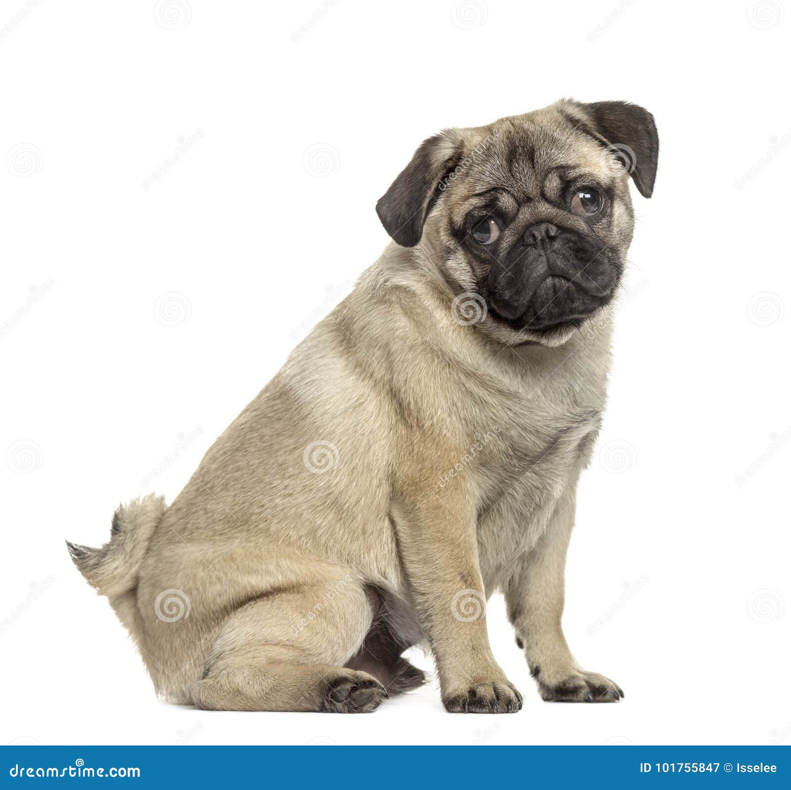 Side View of a Pug Sitting, Stock Image - Image of shot, purebred ...