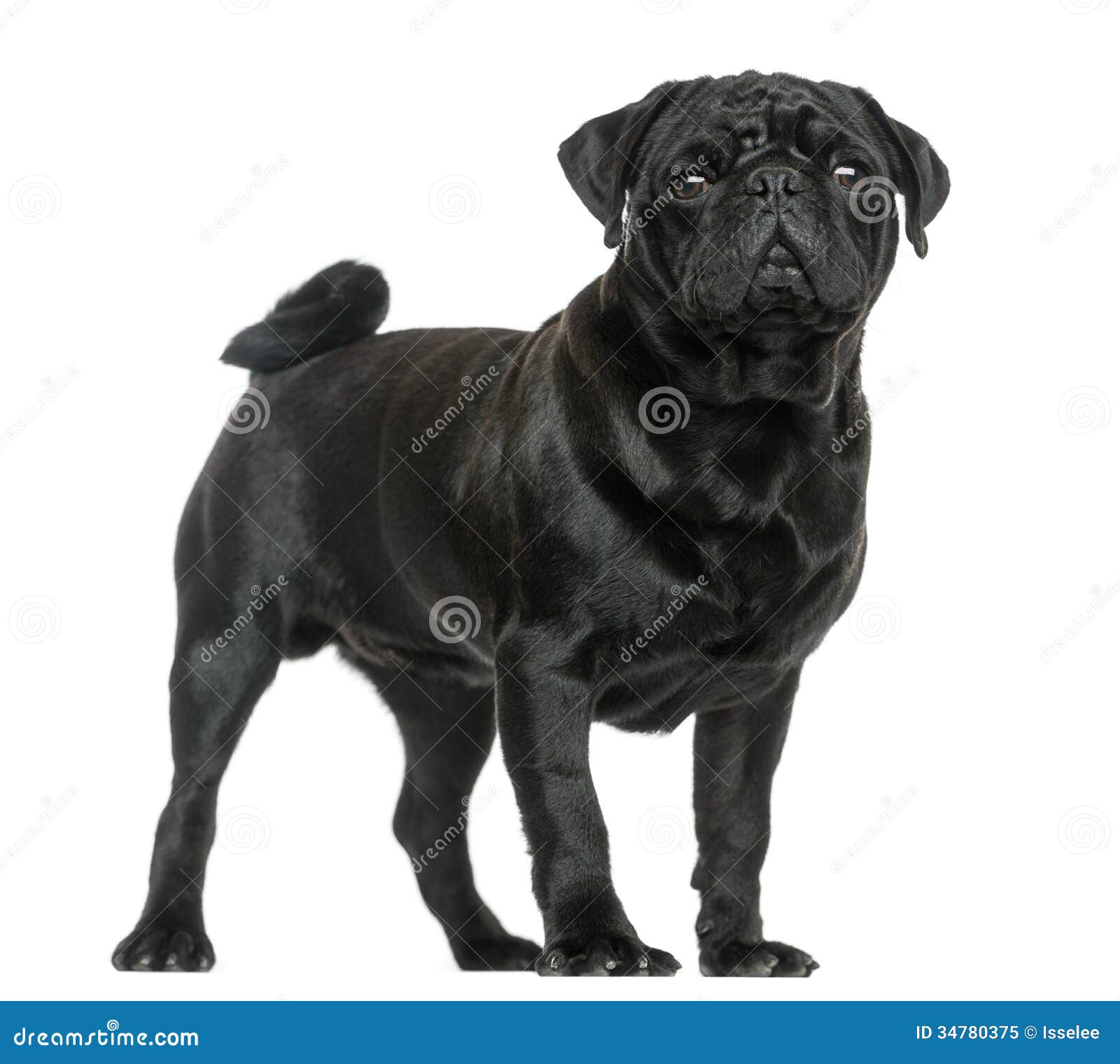 Side View of a Pug Standing, Isolated Stock Image - Image of carnivore ...