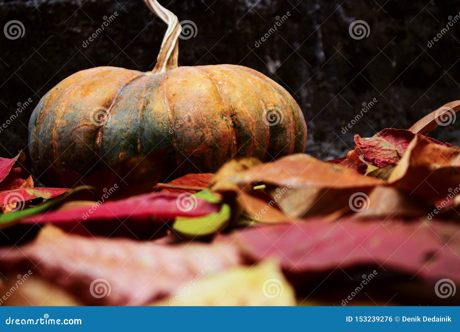 Side View Pumpkin on Leaf stock photo. Image of celebrating - 153239276
