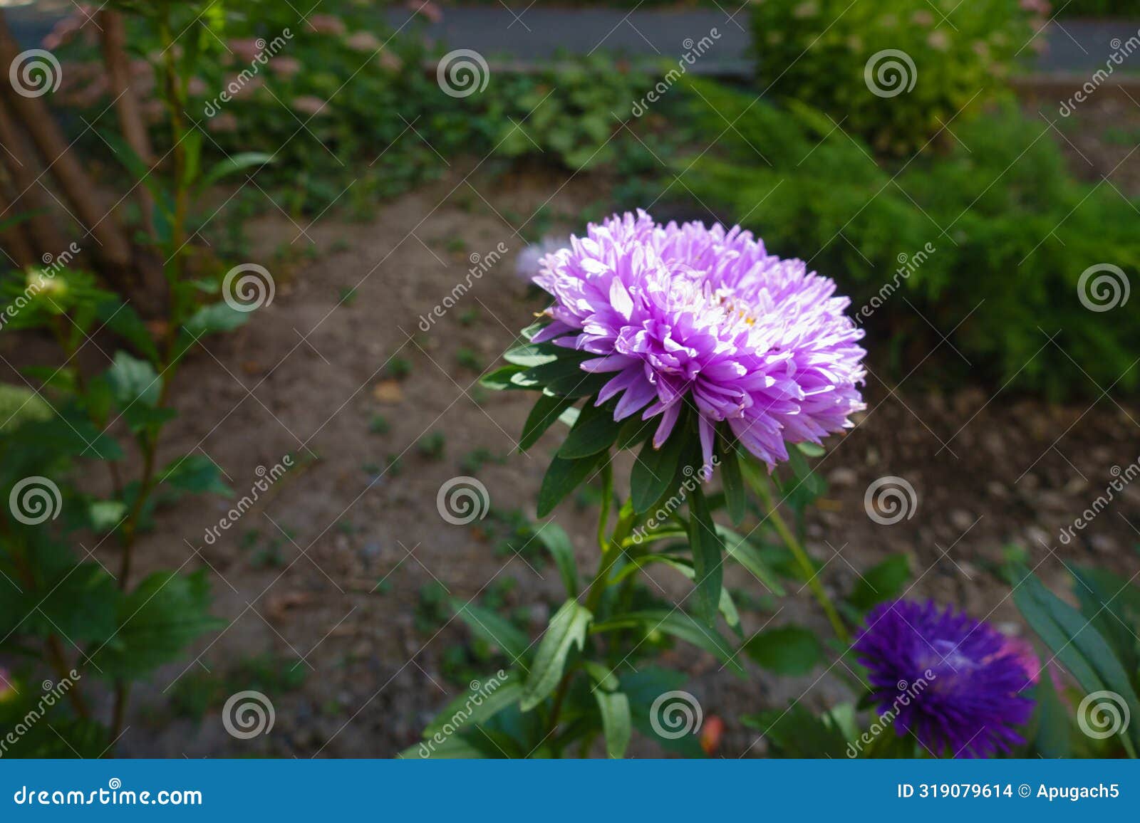 Side View of Purple Flower of Aster in September Stock Photo - Image of ...