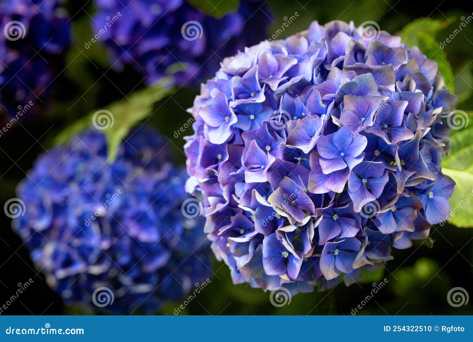 Side View of a Purple Hortensia Flower Stock Photo - Image of hortensia ...