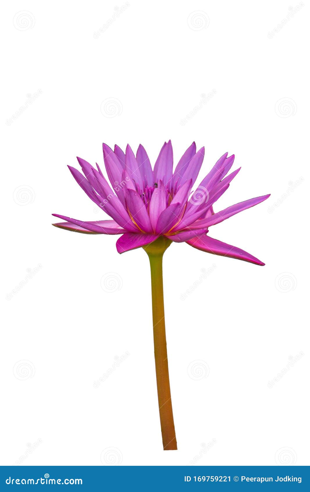 Side View Purple Lotus Isolated on White Background Stock Image - Image ...