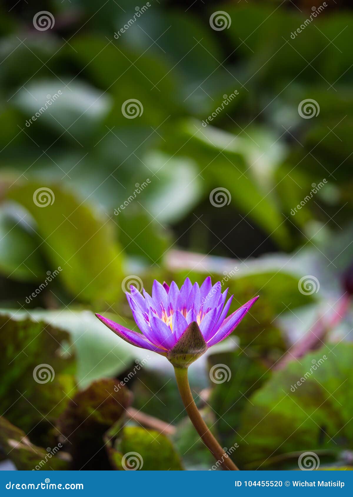 Side View of the Purple Lotus in the Pond Stock Photo - Image of exotic ...