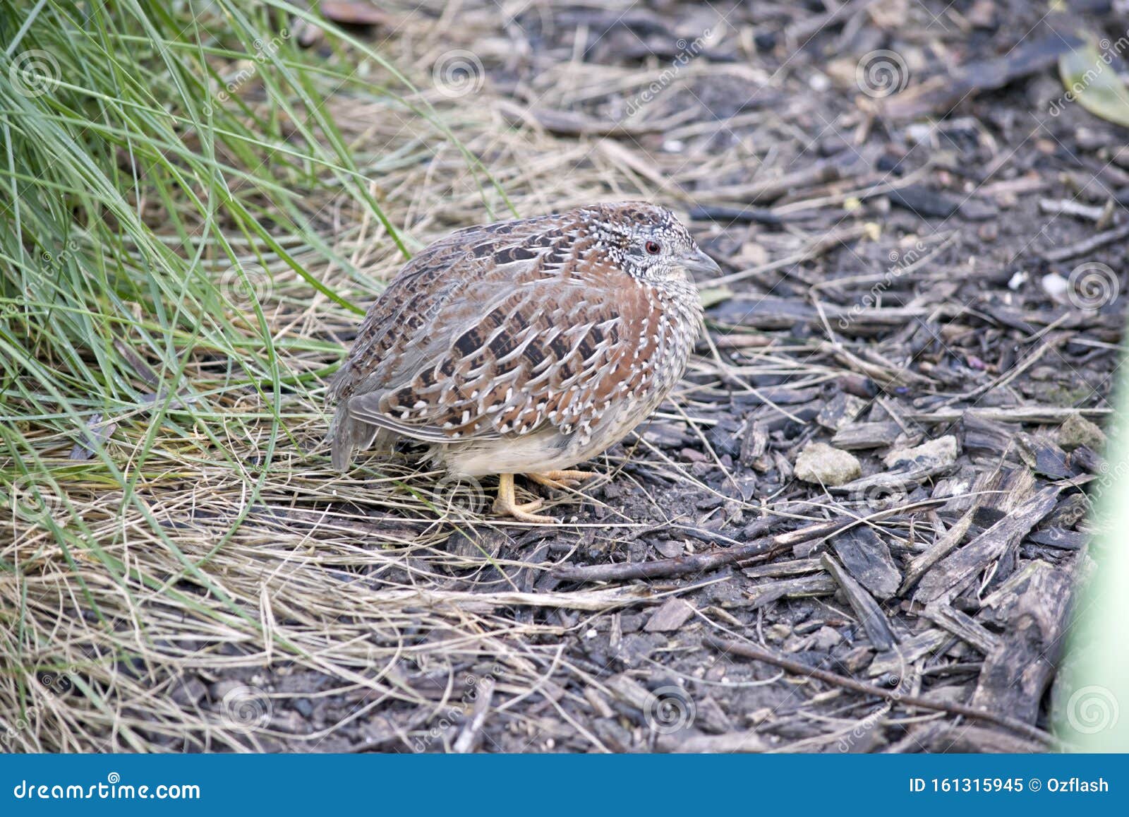 This is the Side View of a Quail Stock Image - Image of colorful, wild ...