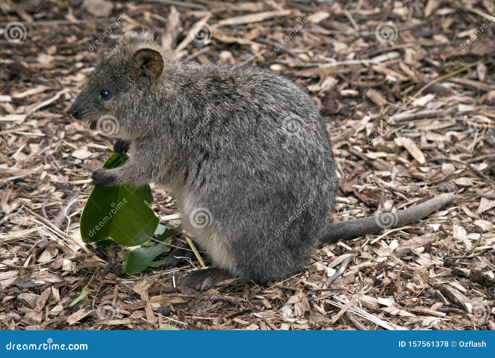 This is a Close Up of a Quokka Stock Photo - Image of fauna, wildlife ...