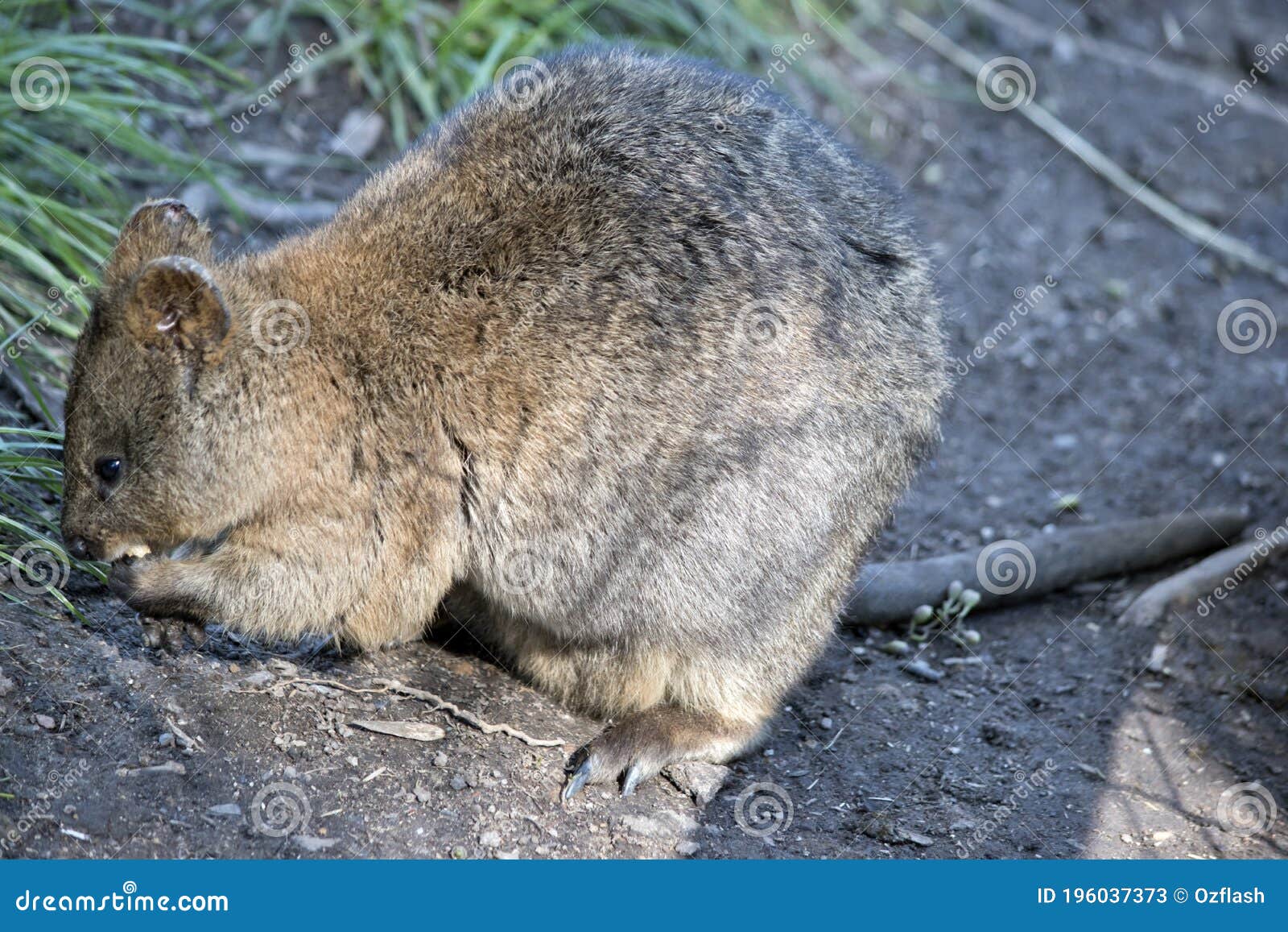 This is a Side View of a Quokka Stock Image - Image of fauna ...
