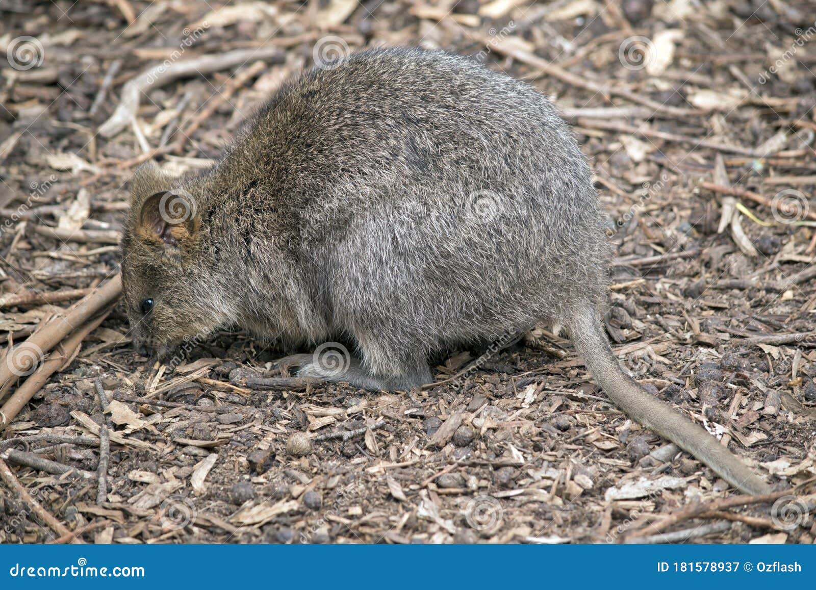 This is Side View of a Quokka Stock Image - Image of brown, standing ...