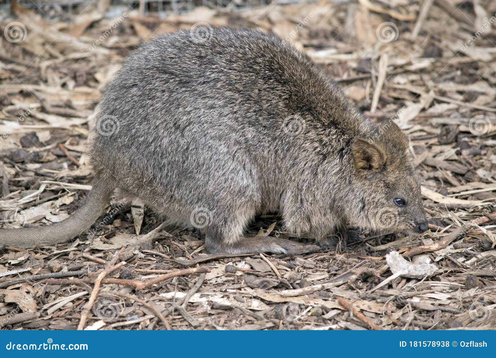 This is a Side View of a Quokka Stock Photo - Image of marsupial, rare ...
