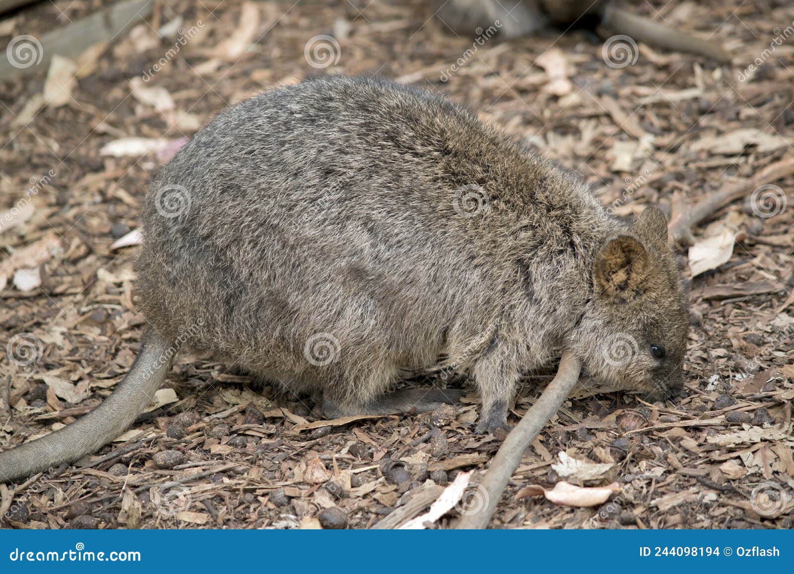 This is a Side View of a Quokka Stock Photo - Image of wildlife, mother ...