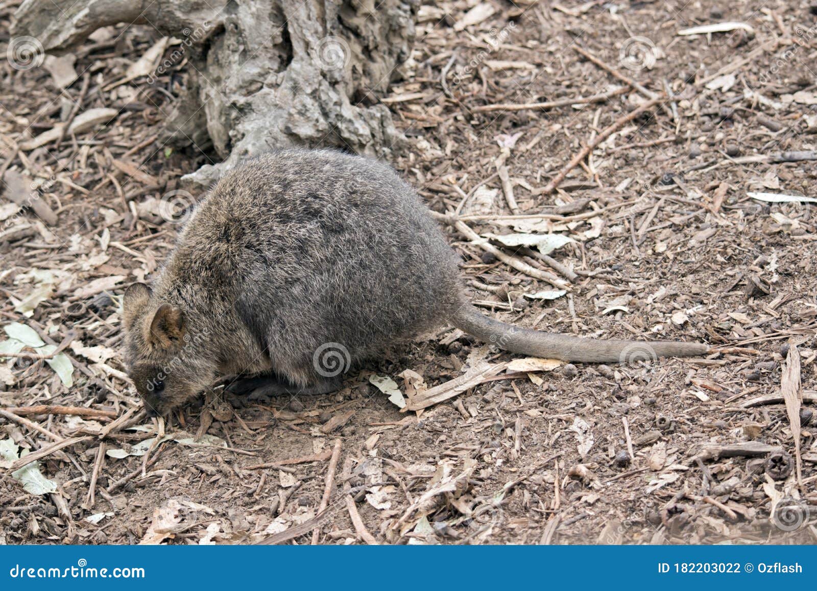 This is a Side View of a Quokka Stock Photo - Image of quokka ...
